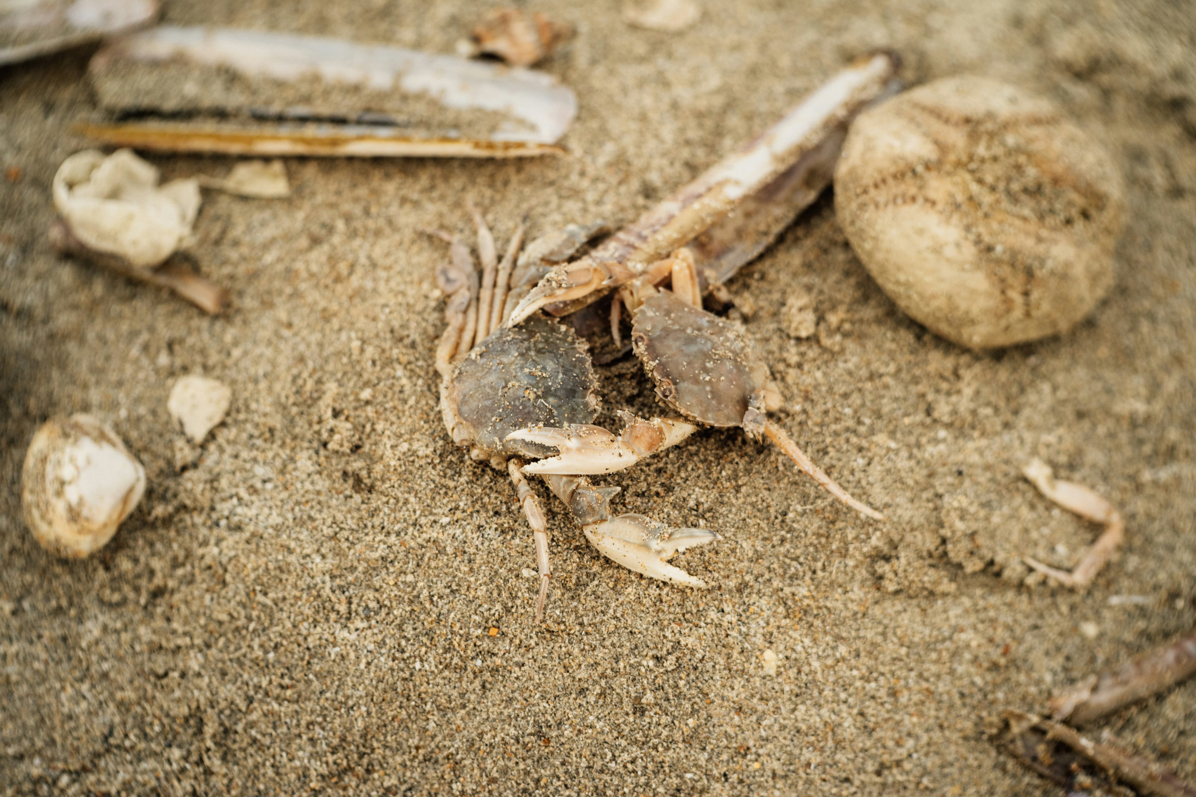 Fragmented Drift: a crustacean remains on sun-warmed beach