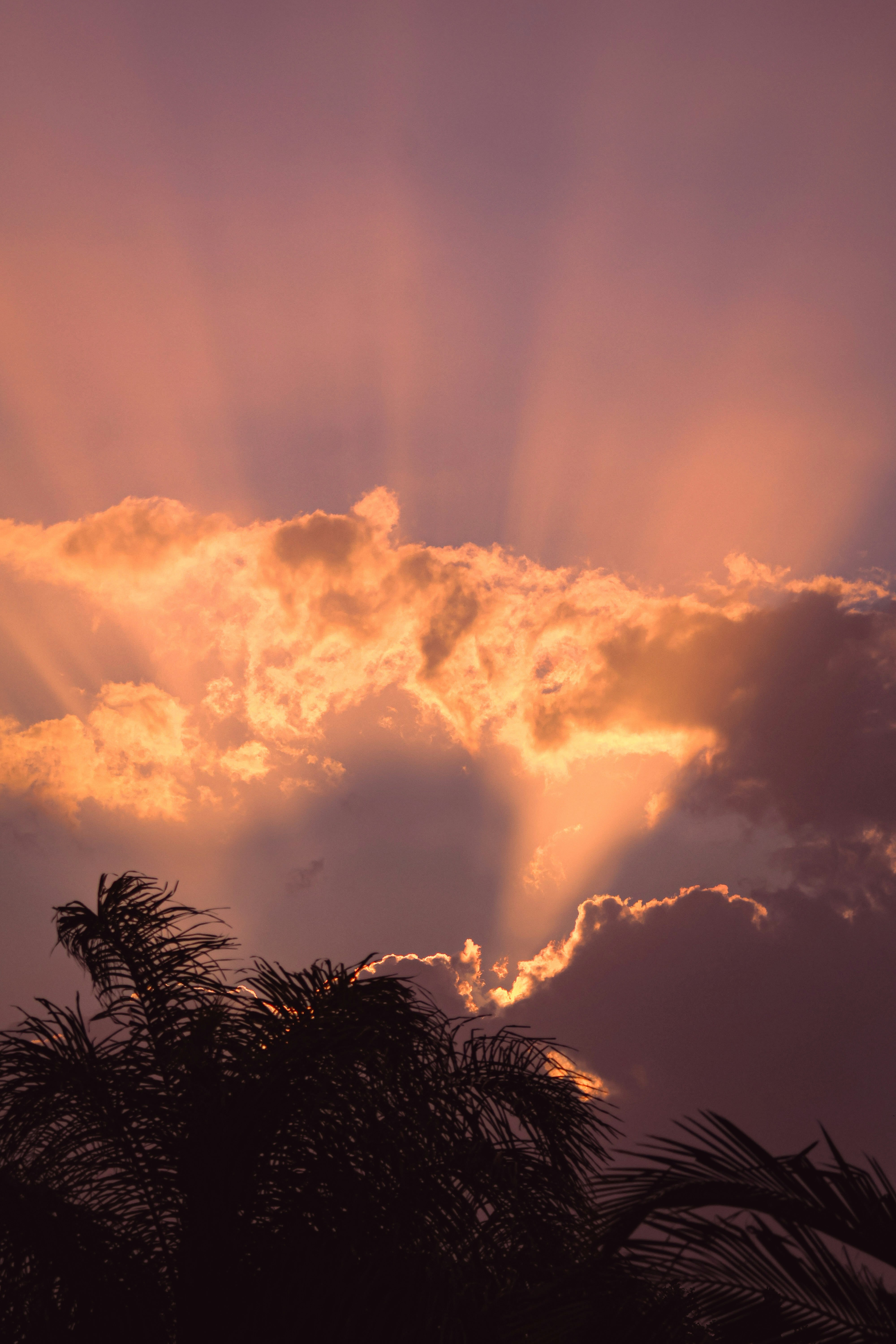 Radiant Skybreak: Sunset Tears Over Silhouetted Palm