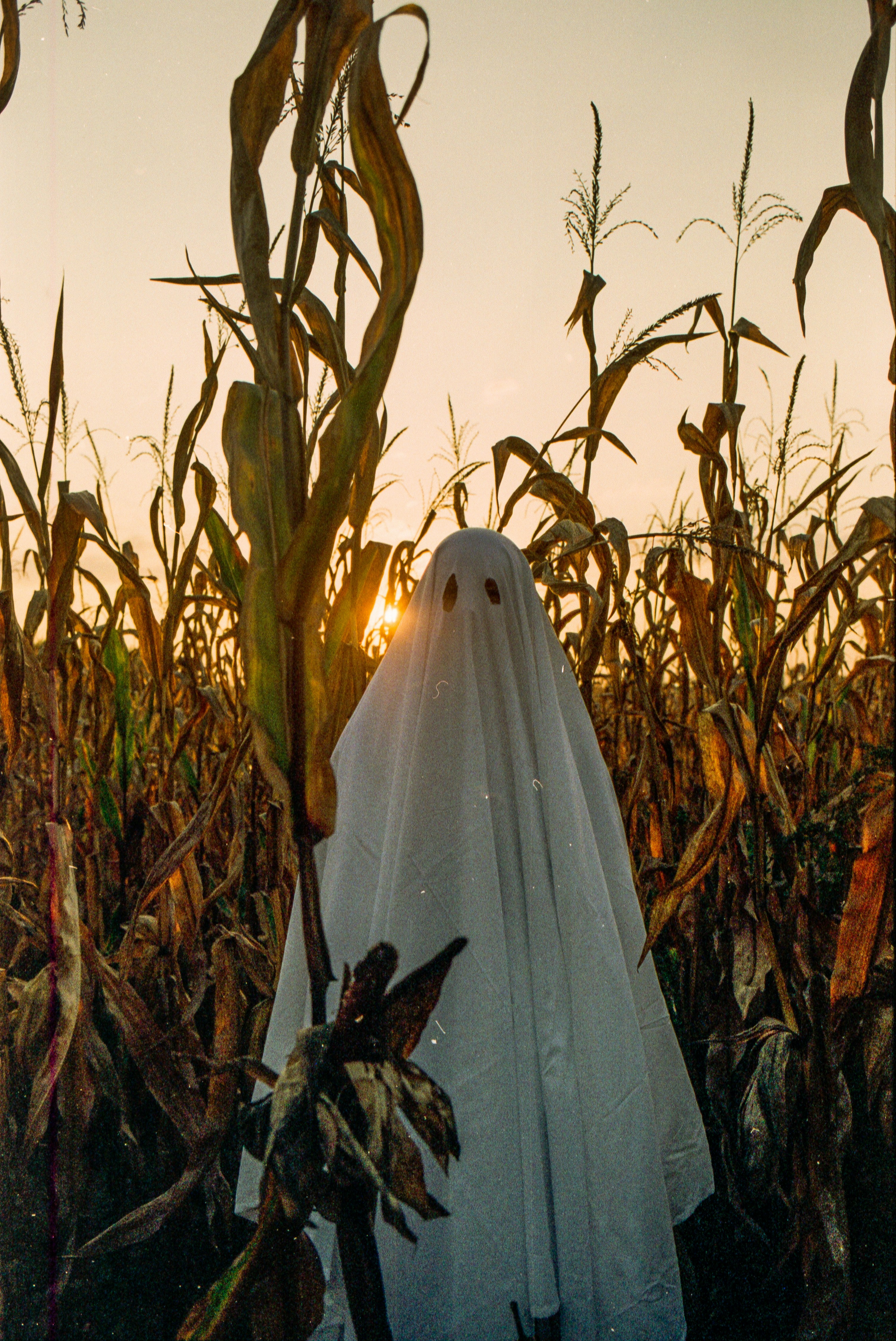 A ghost costume stands in a cornfield at sunset.