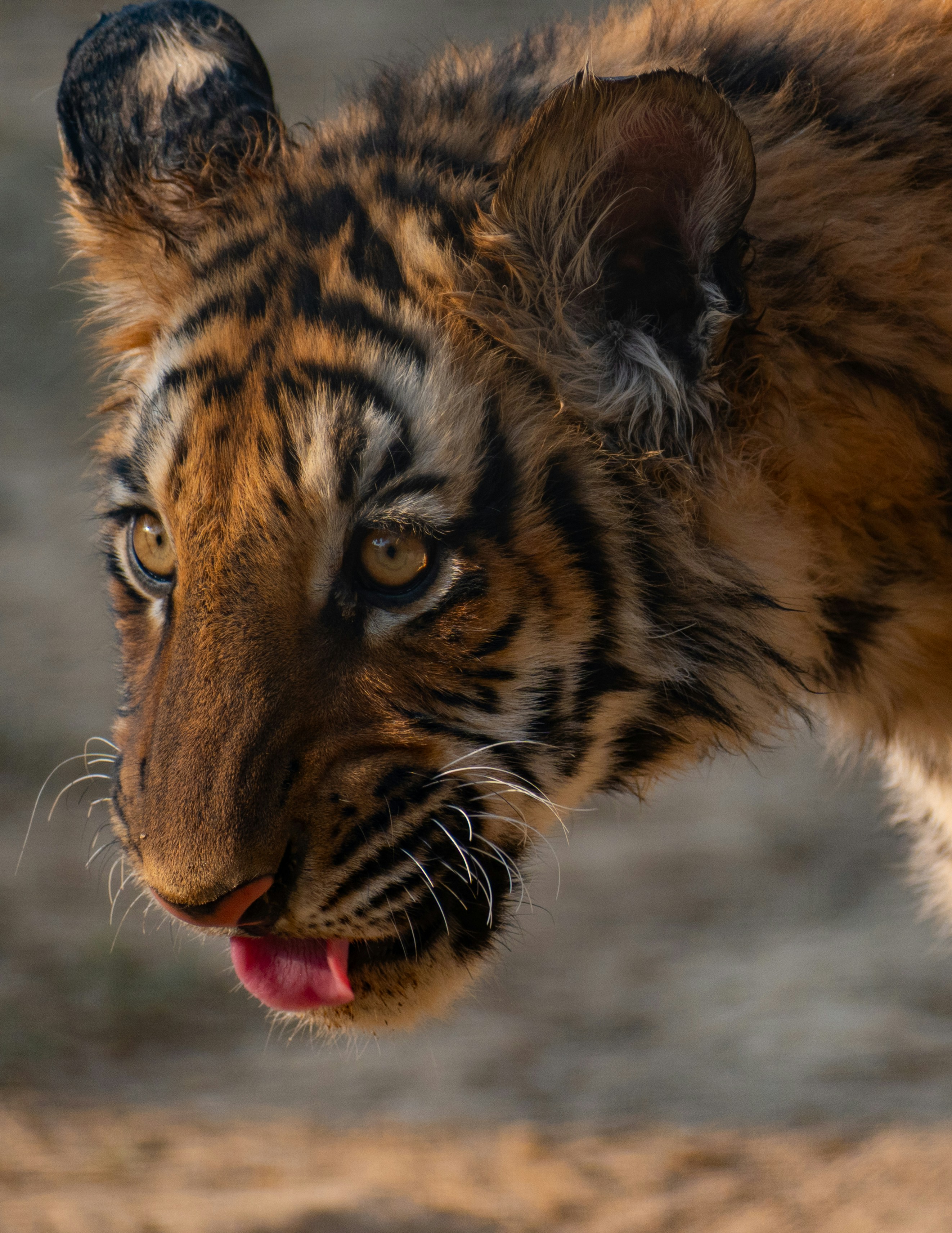 Close Encounter with a Tiger Cub: Curiosity in Focus