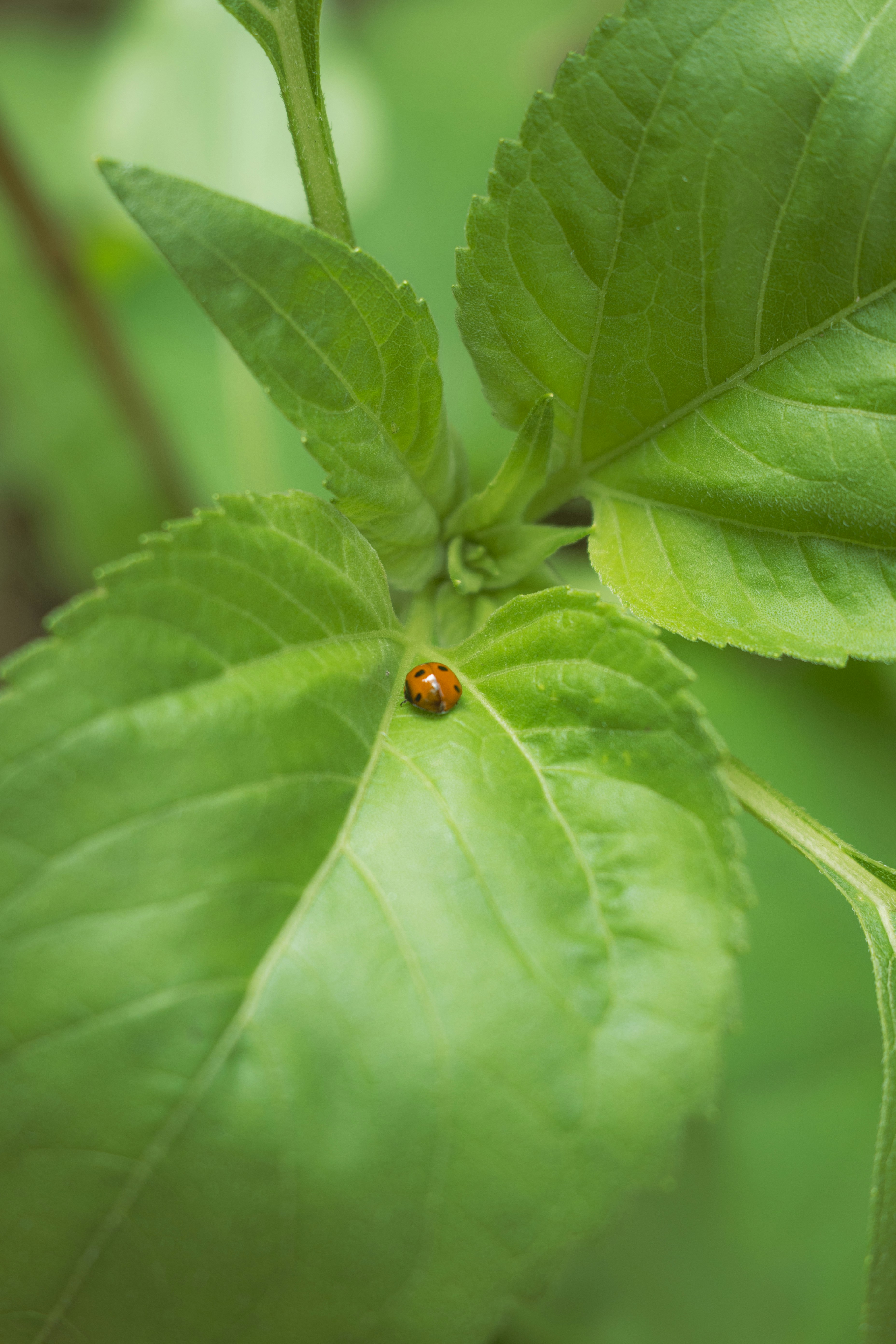 Tiny Ladybug on a Fresh Green Leaf