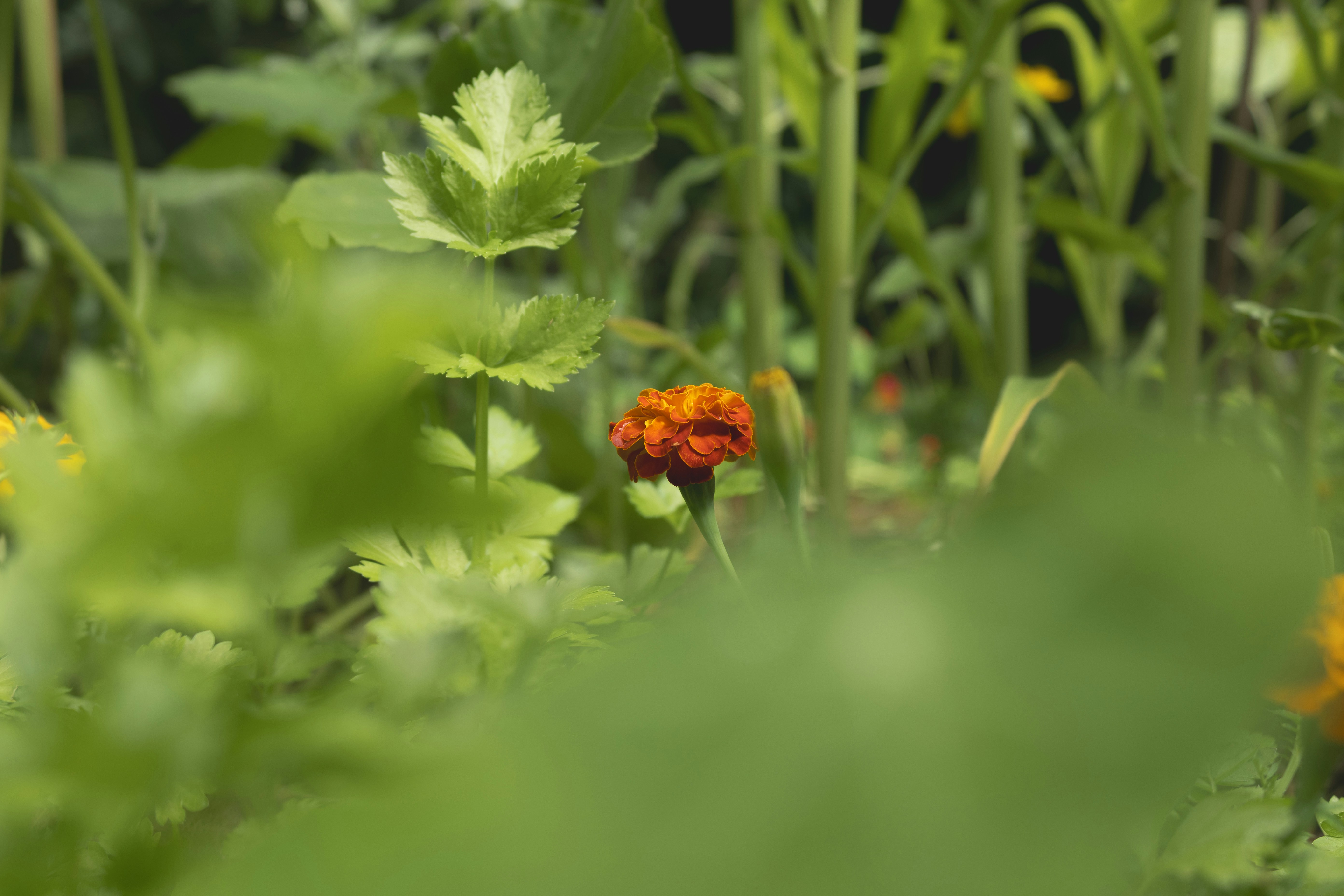 A single orange blossom rises among blurred greens in a quiet garden