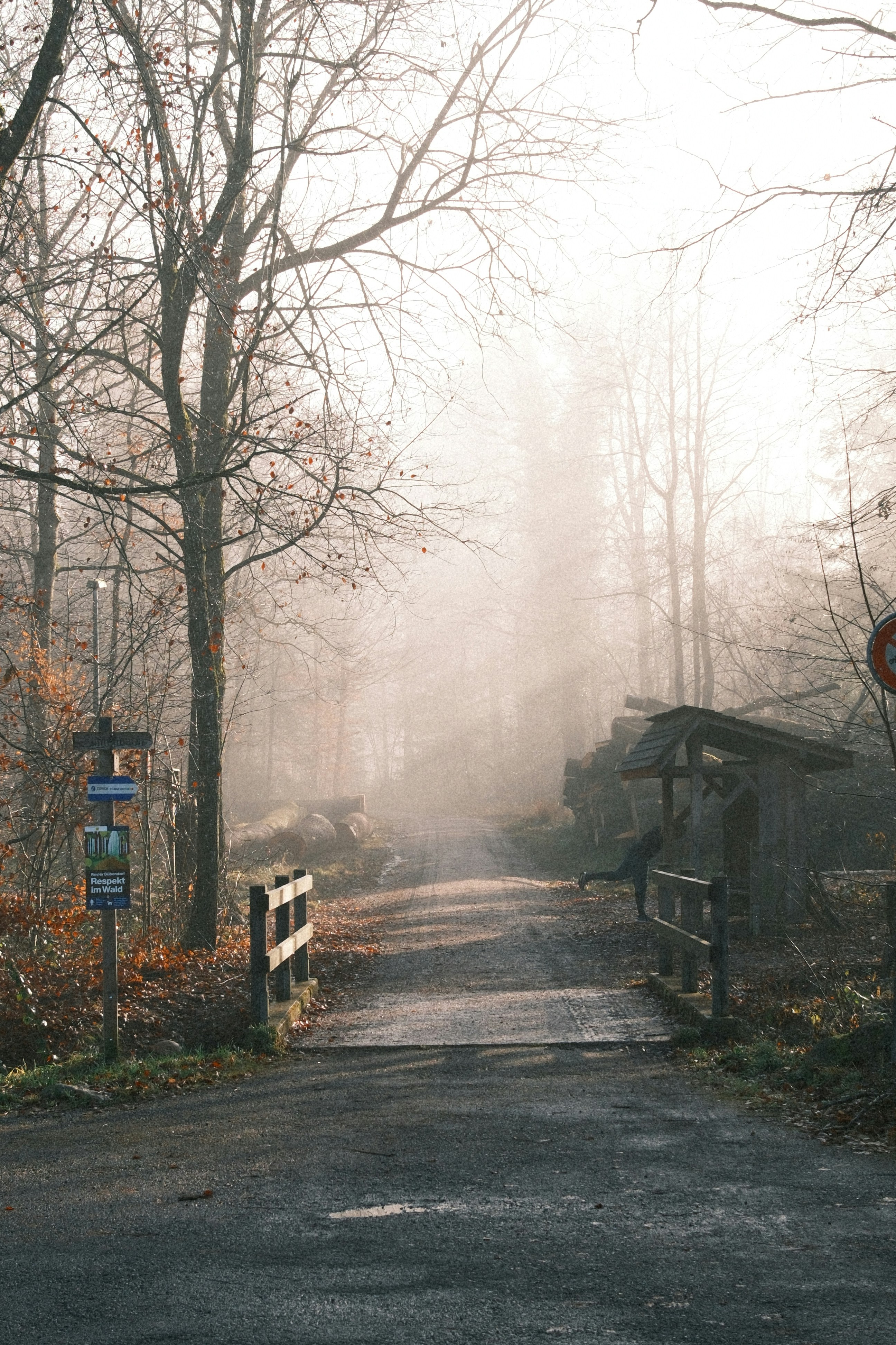 Mist-Laced Path: A Quiet Crossing Through Winter Pines