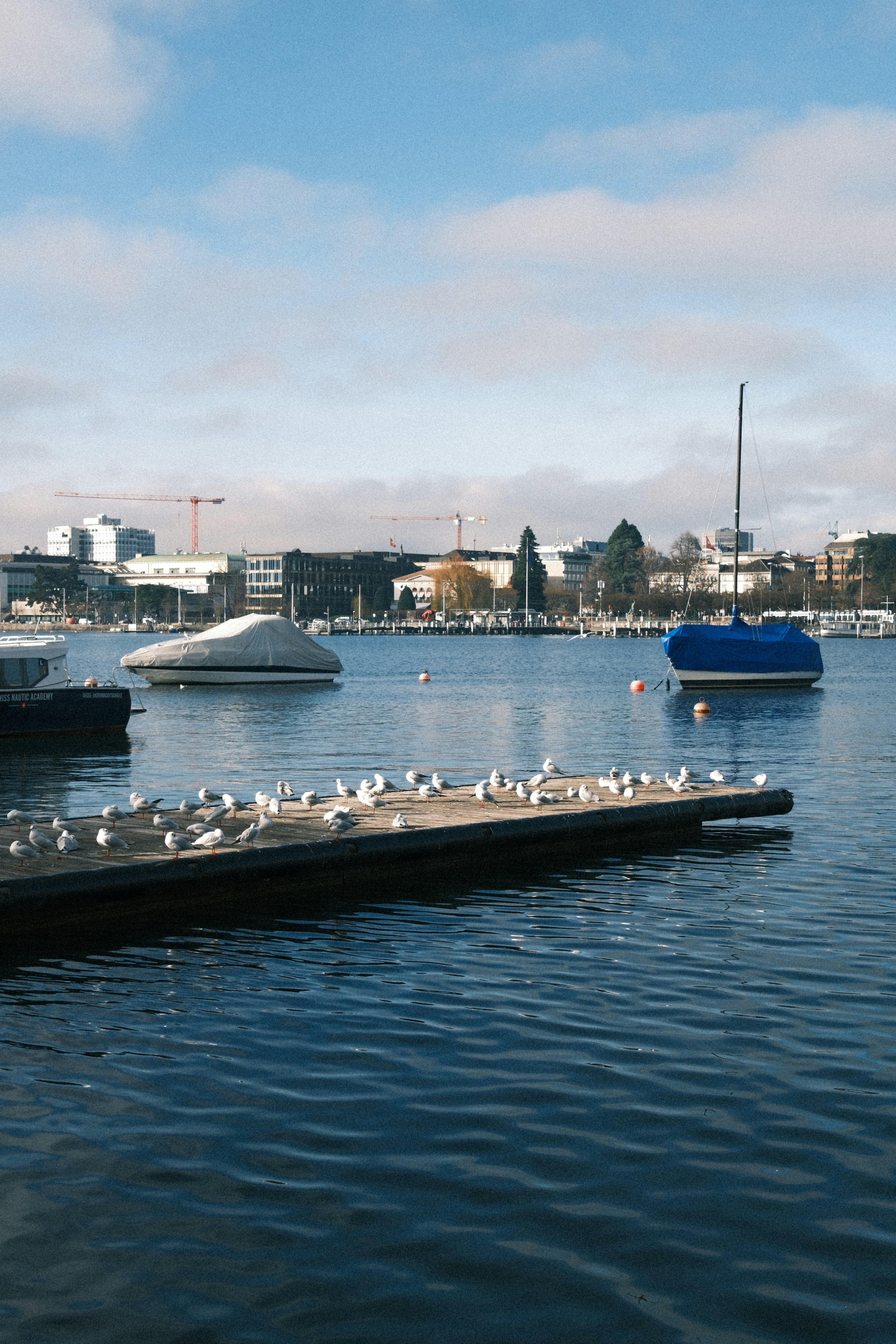 Harbor Birds at Dusk: A Fleet of Seagulls on a Quiet Pier