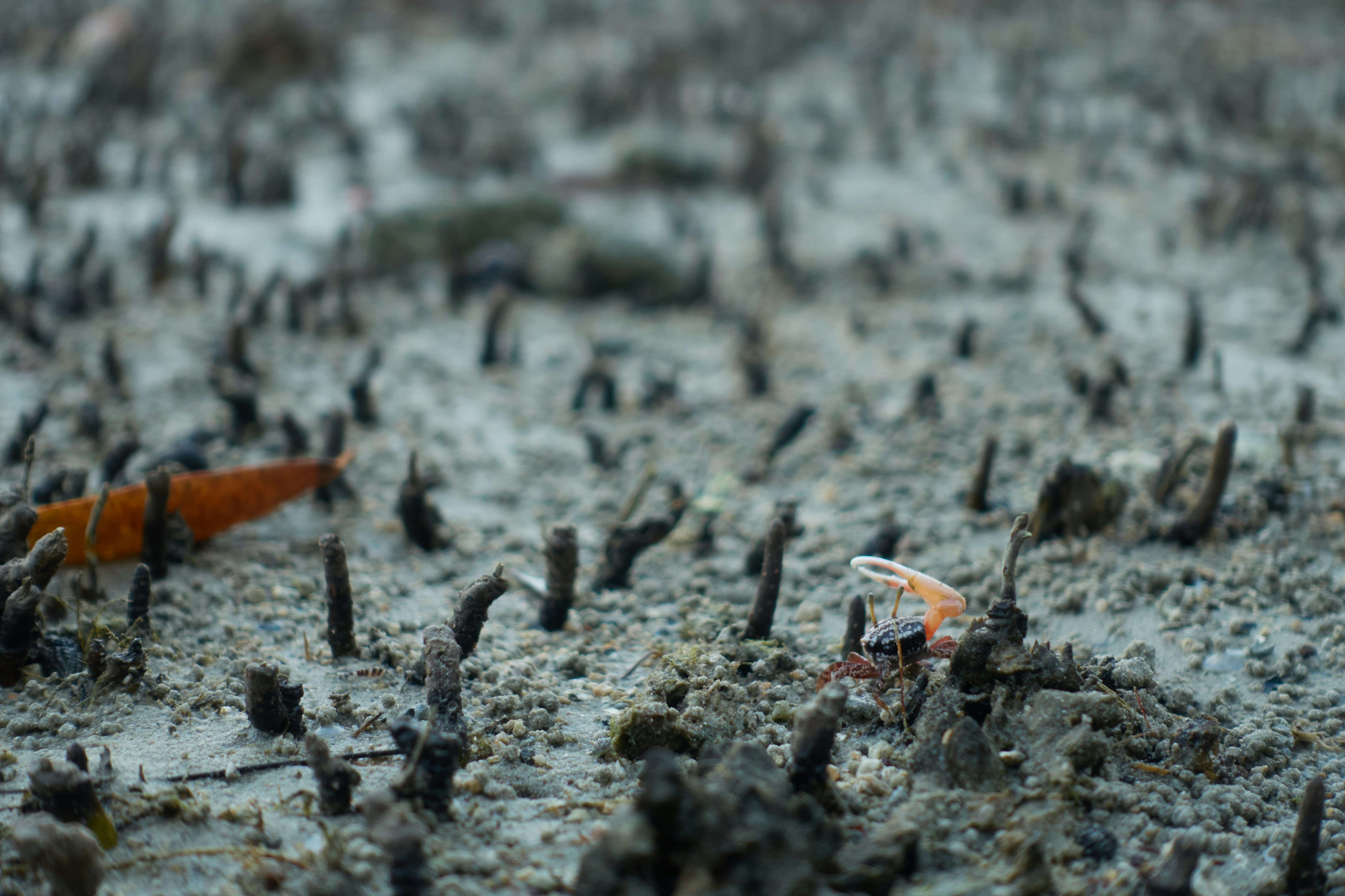 Crab Claw Emergence Among Mud Flora