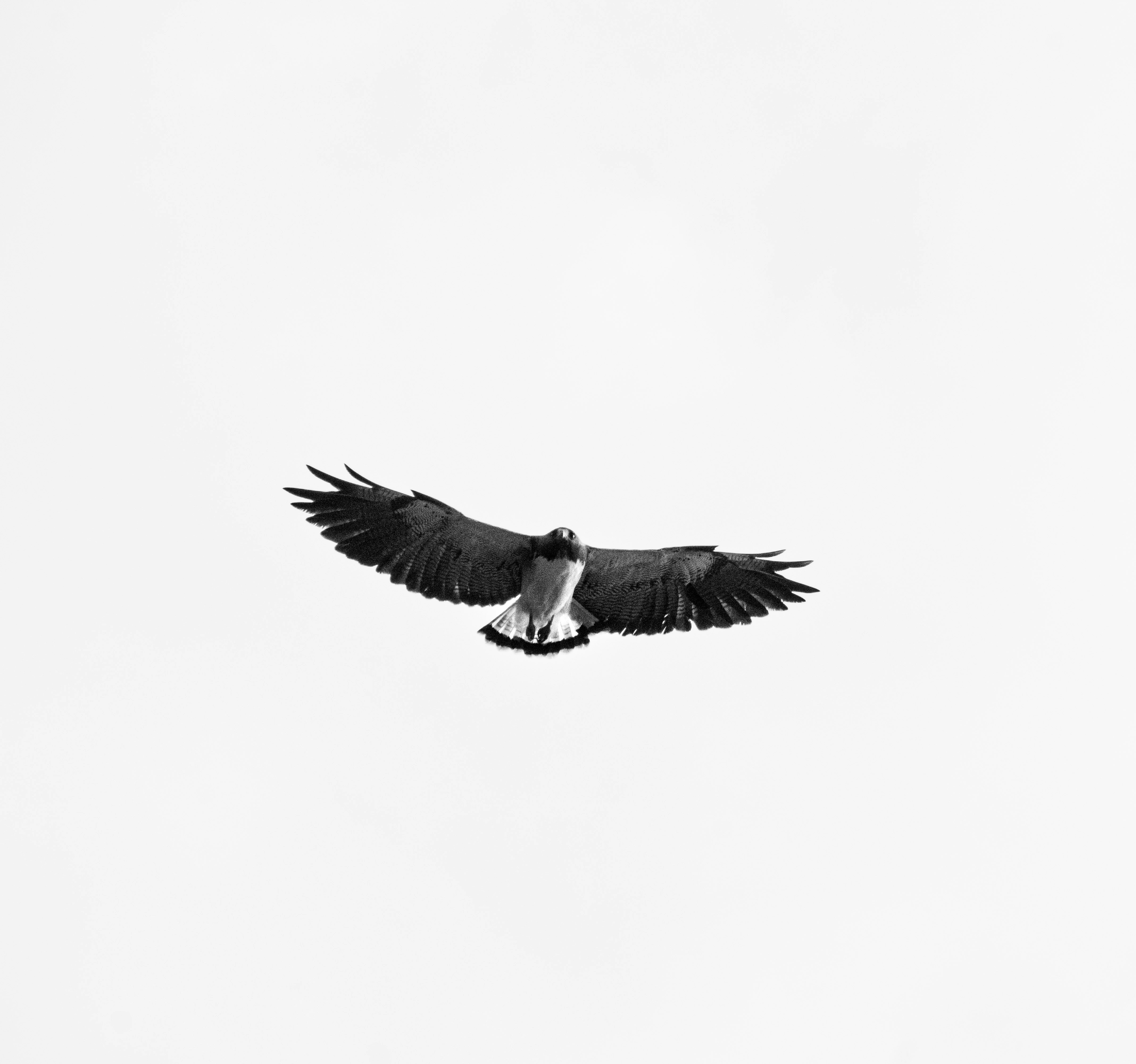 Soaring Silhouette: A Bird in High Key Silence