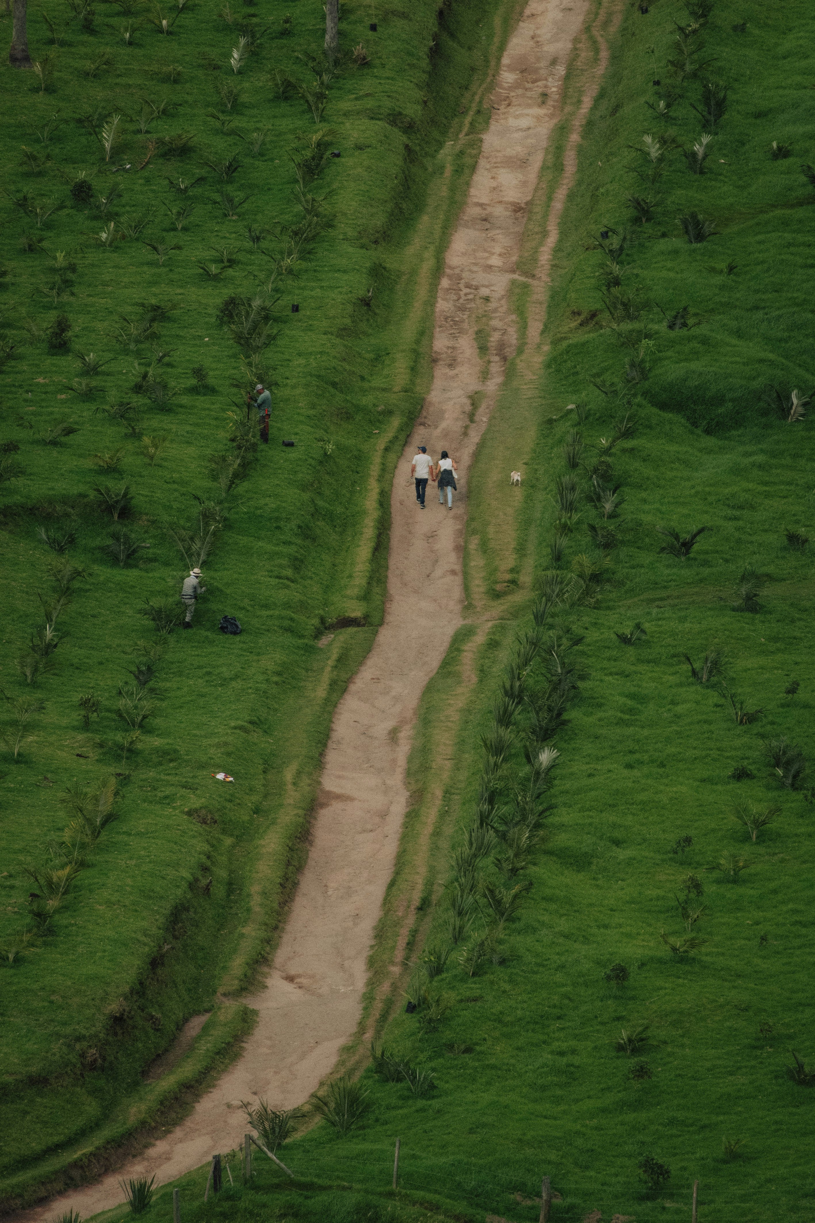 Trail of Three on a Verdant Ridge