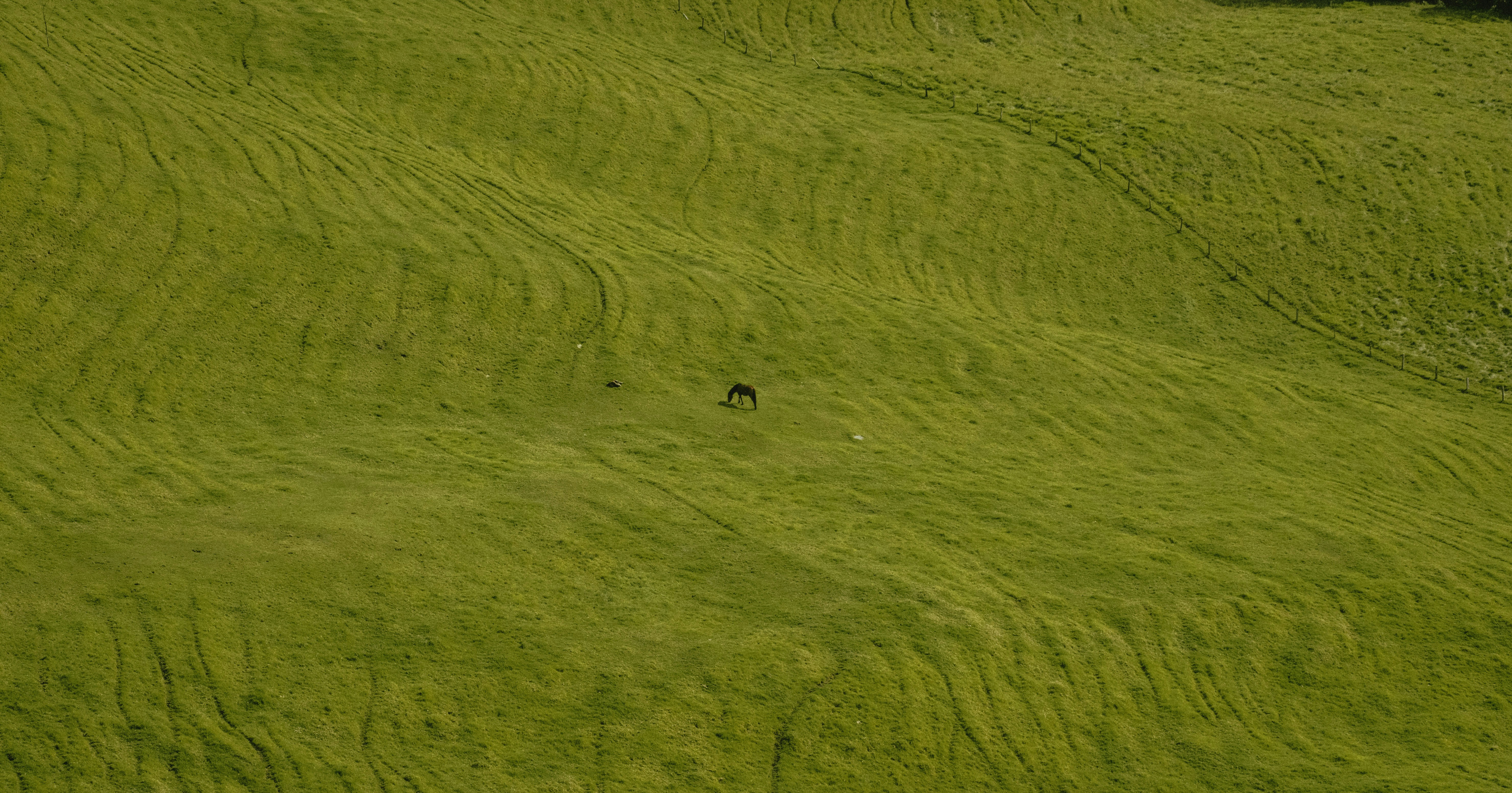 Spot in the Grass: A Lone Dark Shape Crosses the Rolling Field