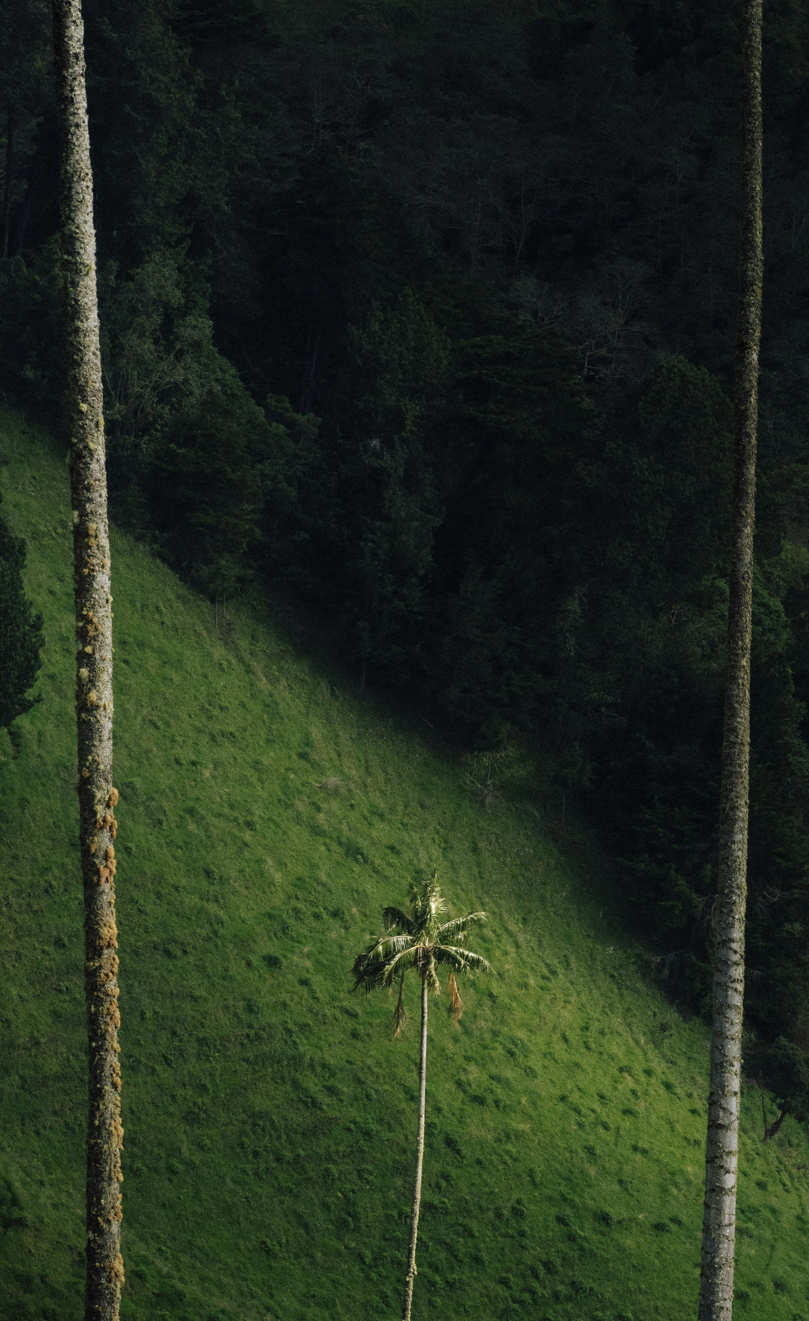 Lonely Palm on a Green Slope under Tall Trunks