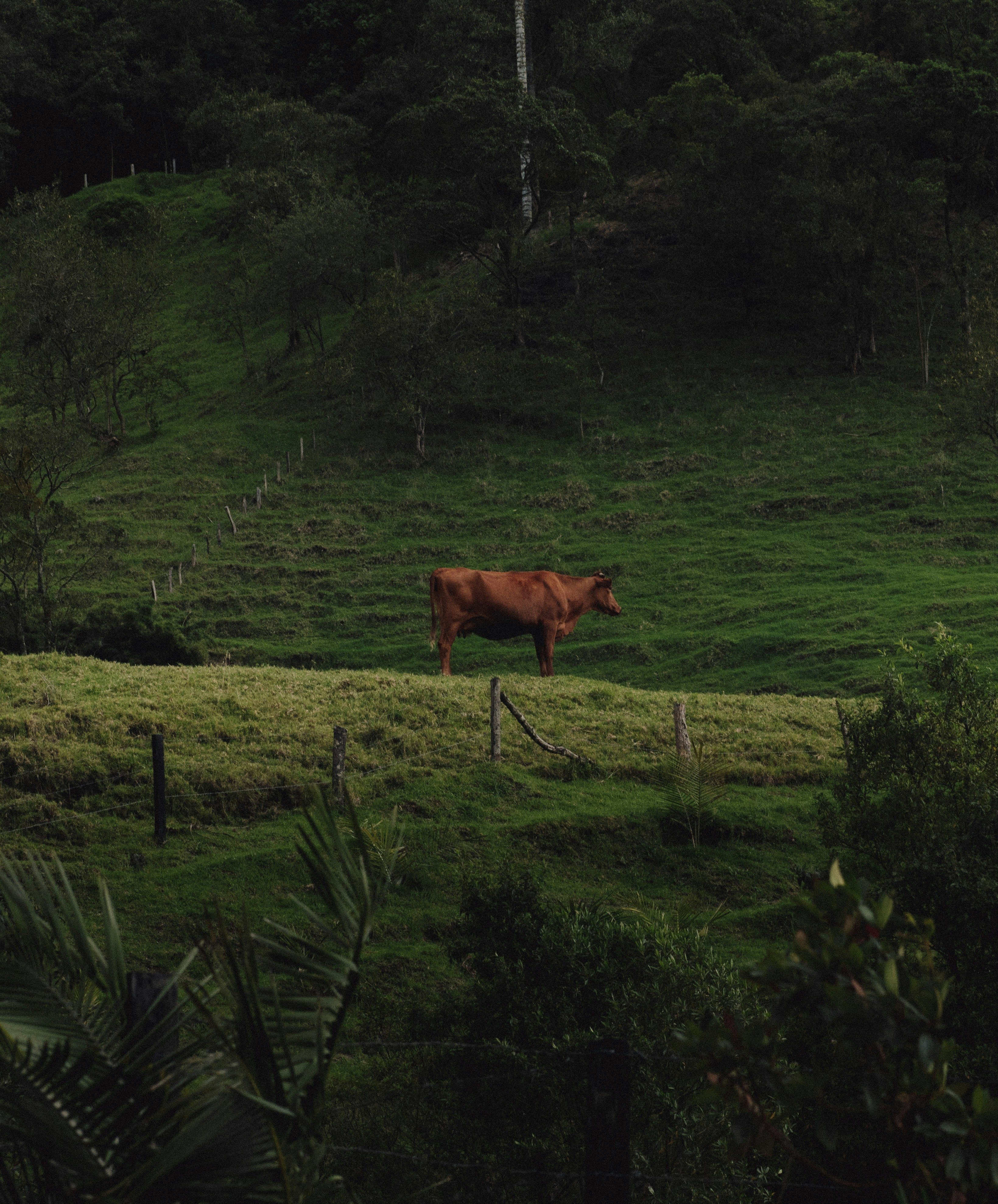 Red Cow on the Green Crest