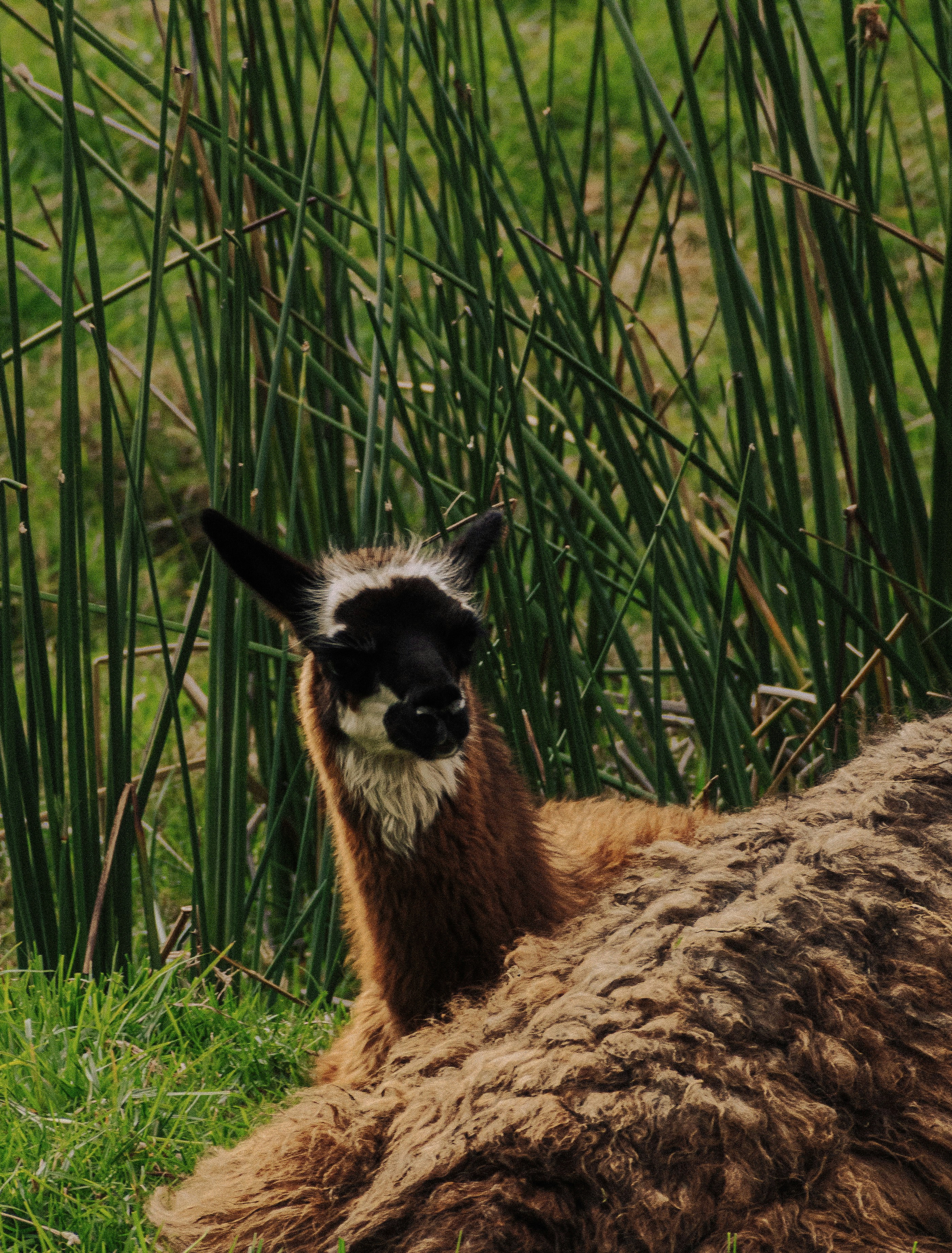 Llama among reeds: a calm gaze in the marshy backdrop