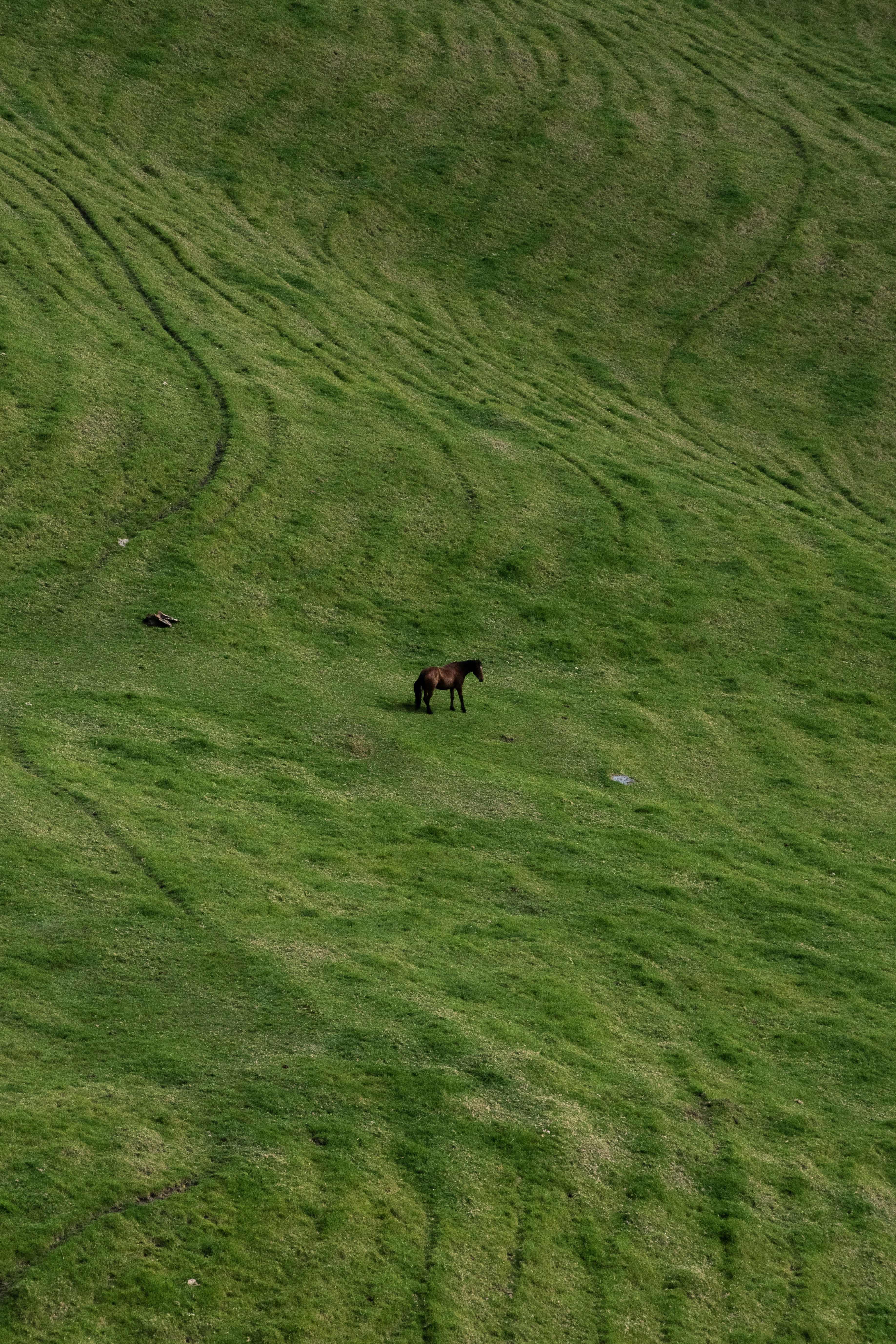 Isolated Stallion on Emerald Hills