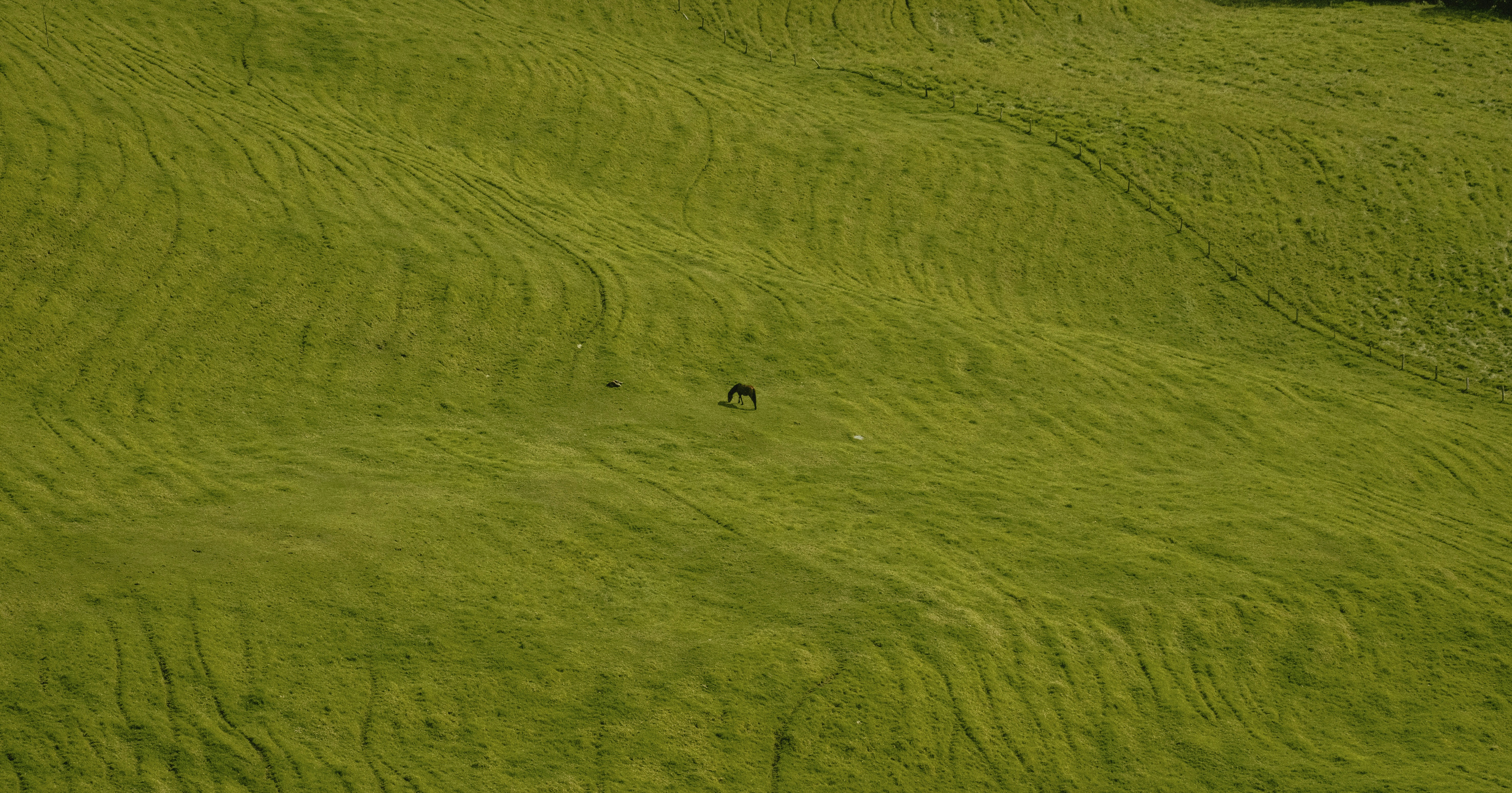 Single Sparrow in a Sea of Green: A Quiet Moment on Rolling Grass