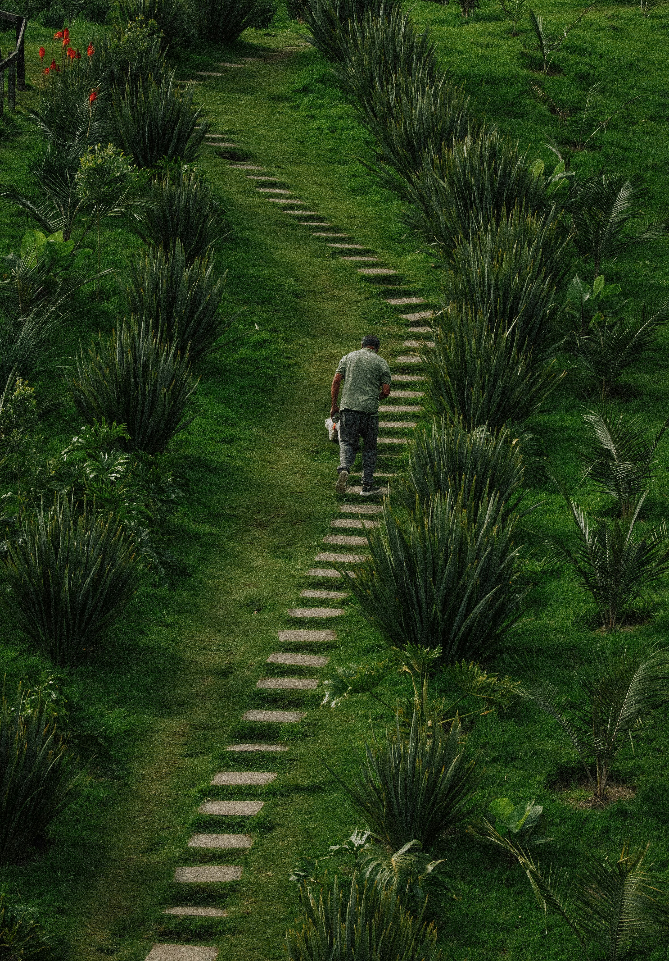 A solitary traveler ascends a stone path through a sea of agave-like plants