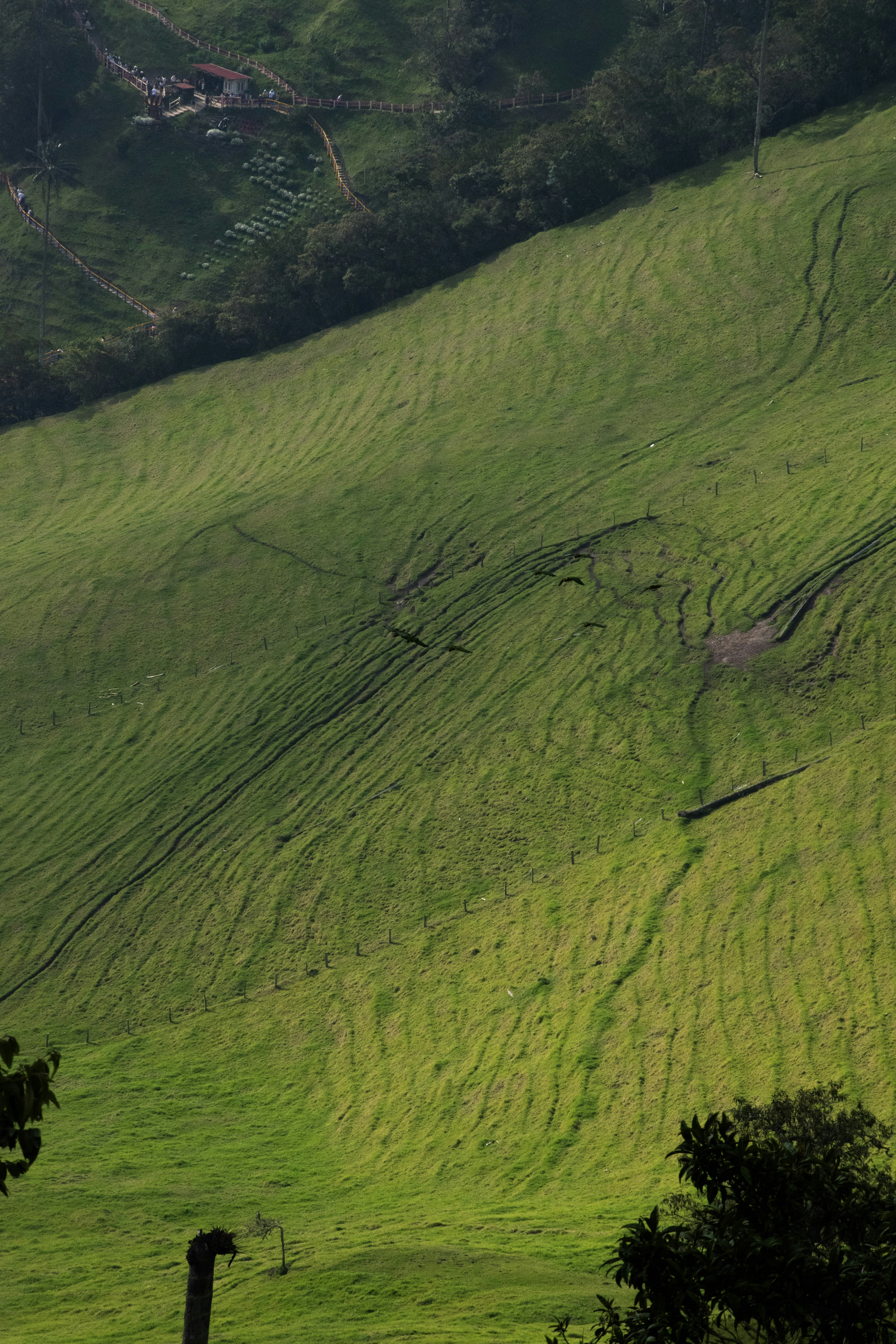 Emerald Hilllines: A Quiet Slope Carved by Time