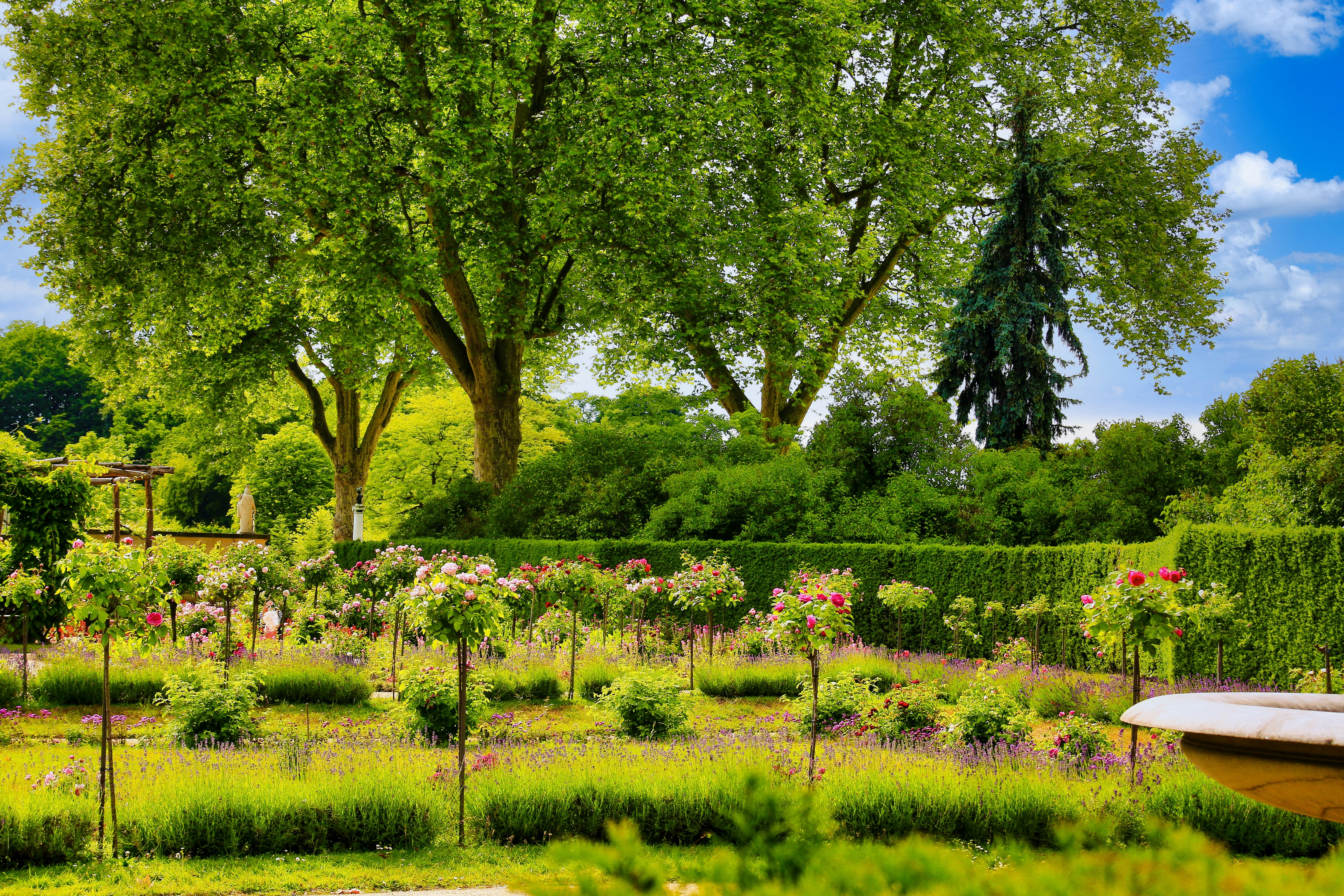 Rose Garden in Full Sun: A Lush Park Scene with Vibrant Blooms and Tall Shade Trees