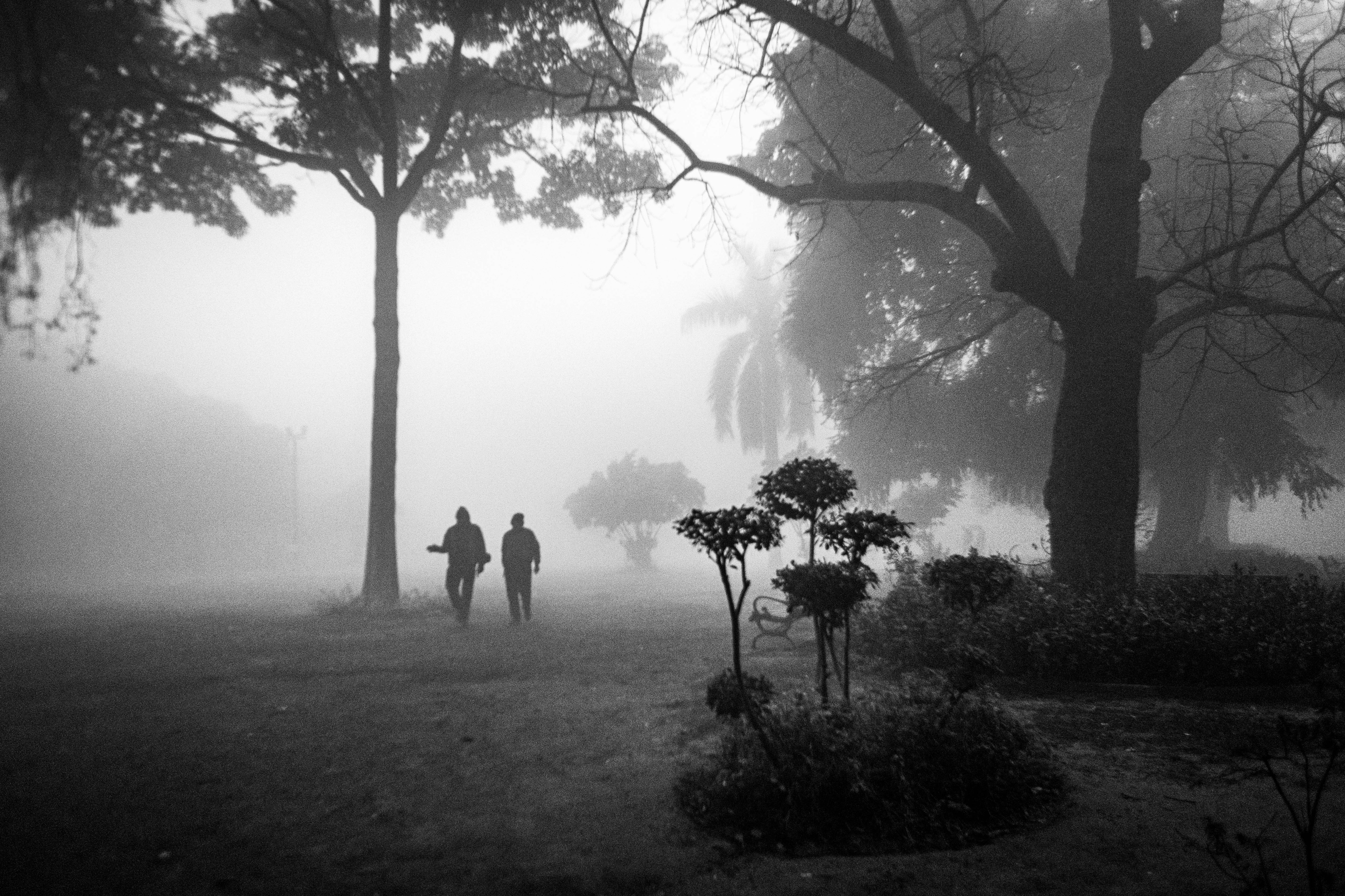 Two Silhouettes in a Misty Park