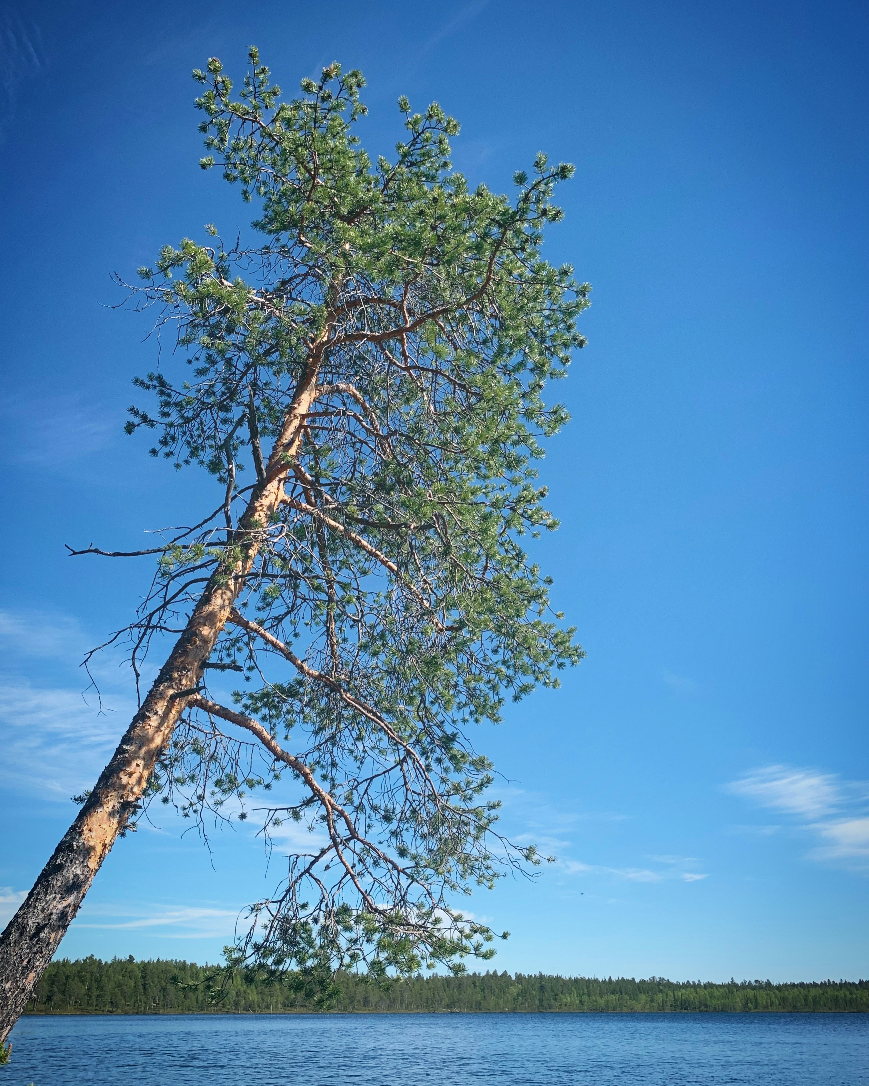 Tilted Pine Reaching for a Summer Sky Over Calm Lake