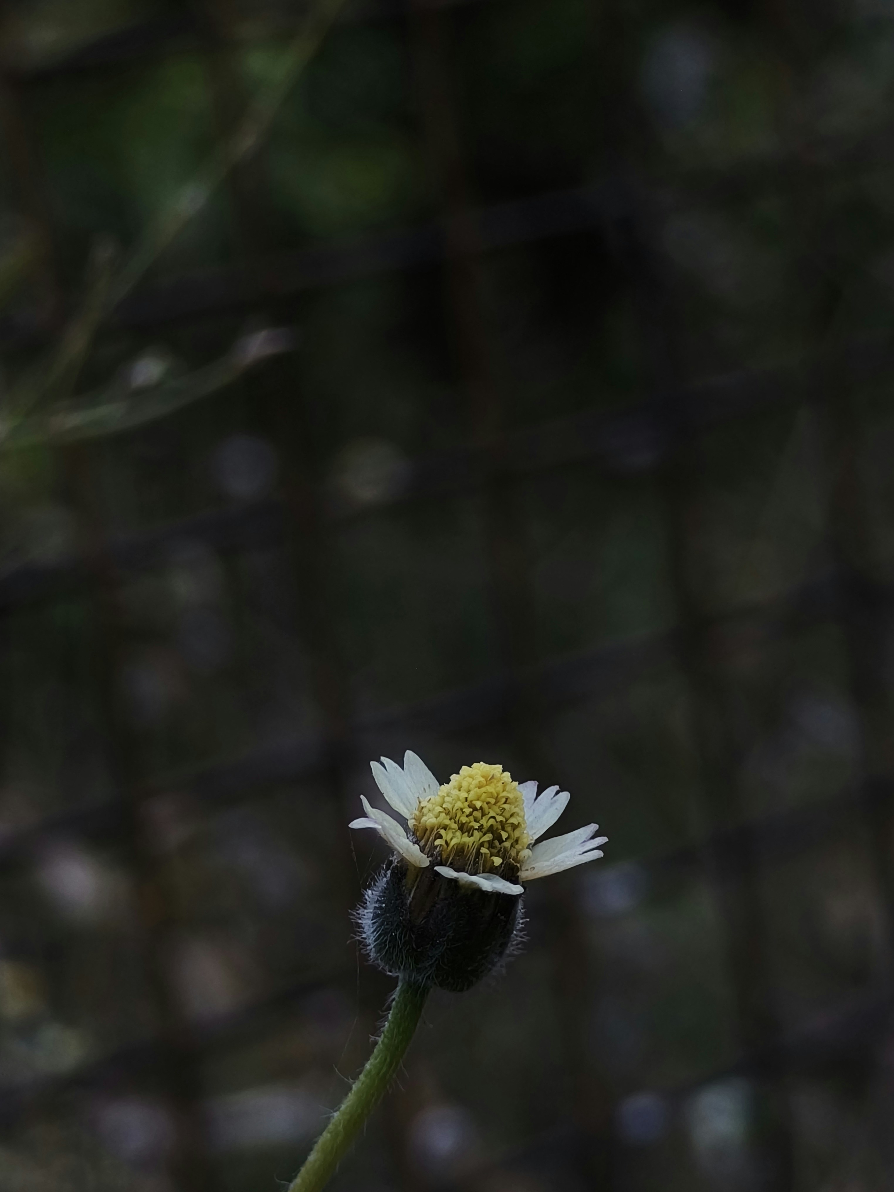 A single white flower with a yellow center.