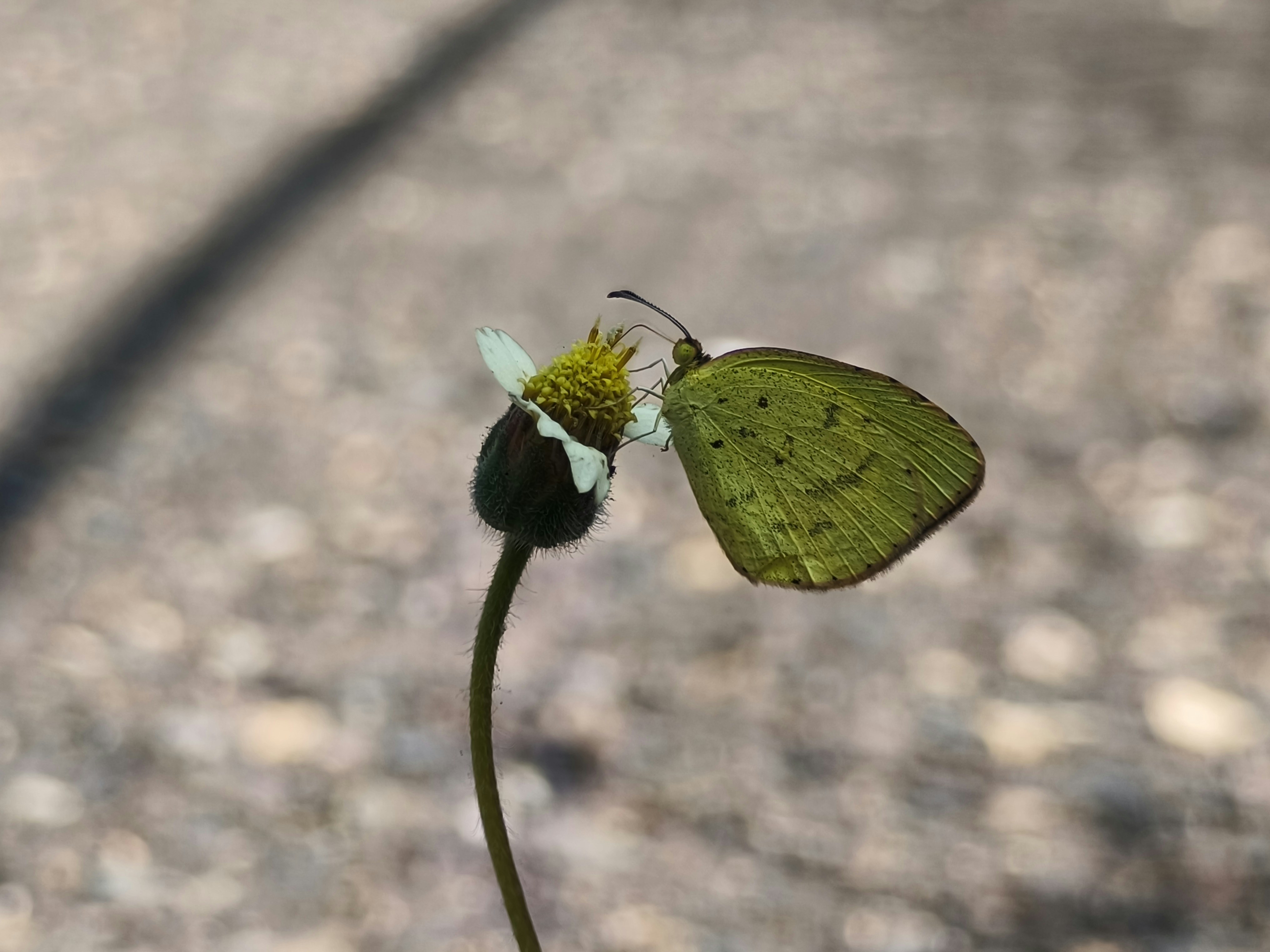 A yellow butterfly rests on a small white flower.