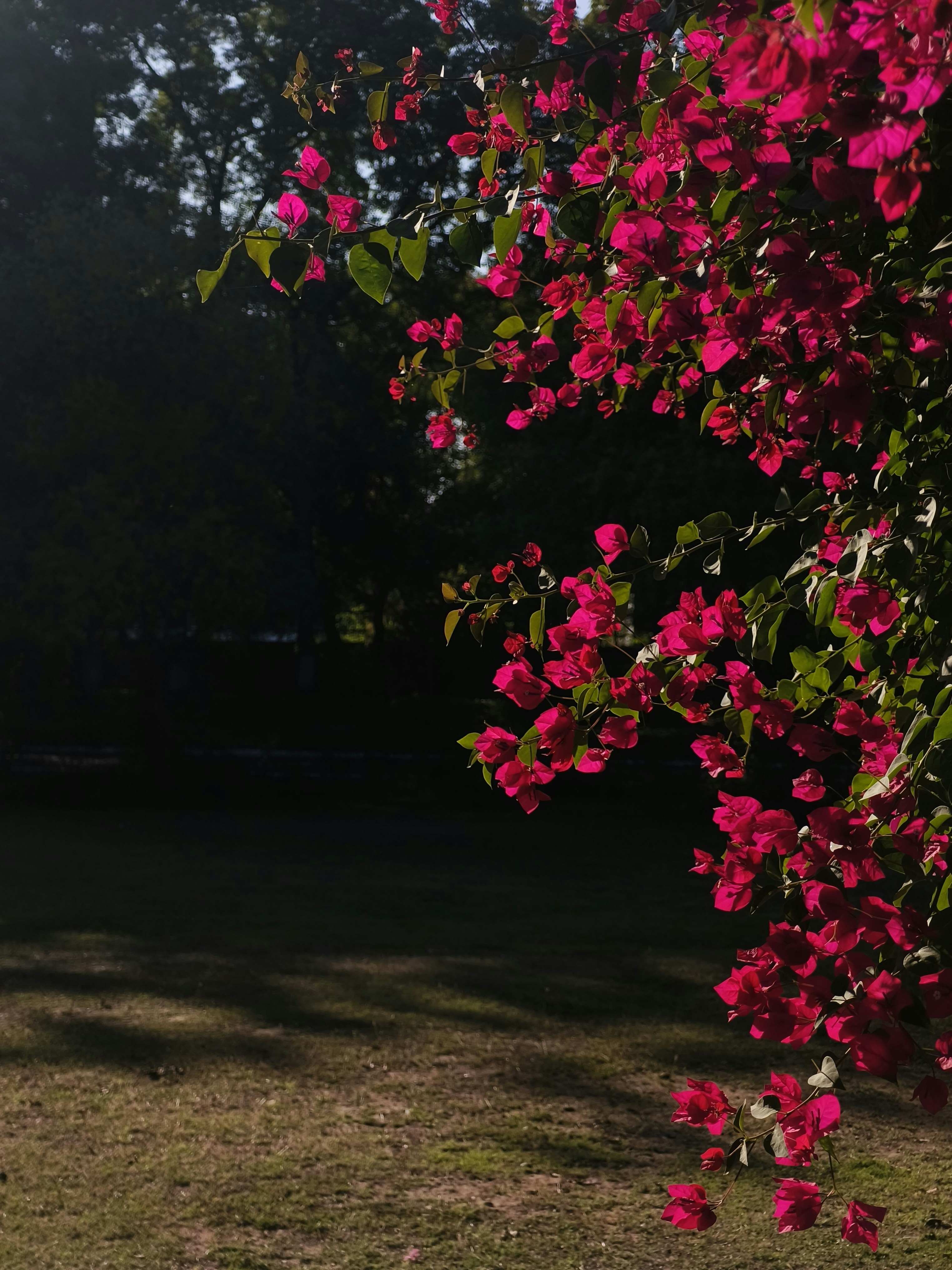 Vibrant pink bougainvillea flowers bloom in sunlight.