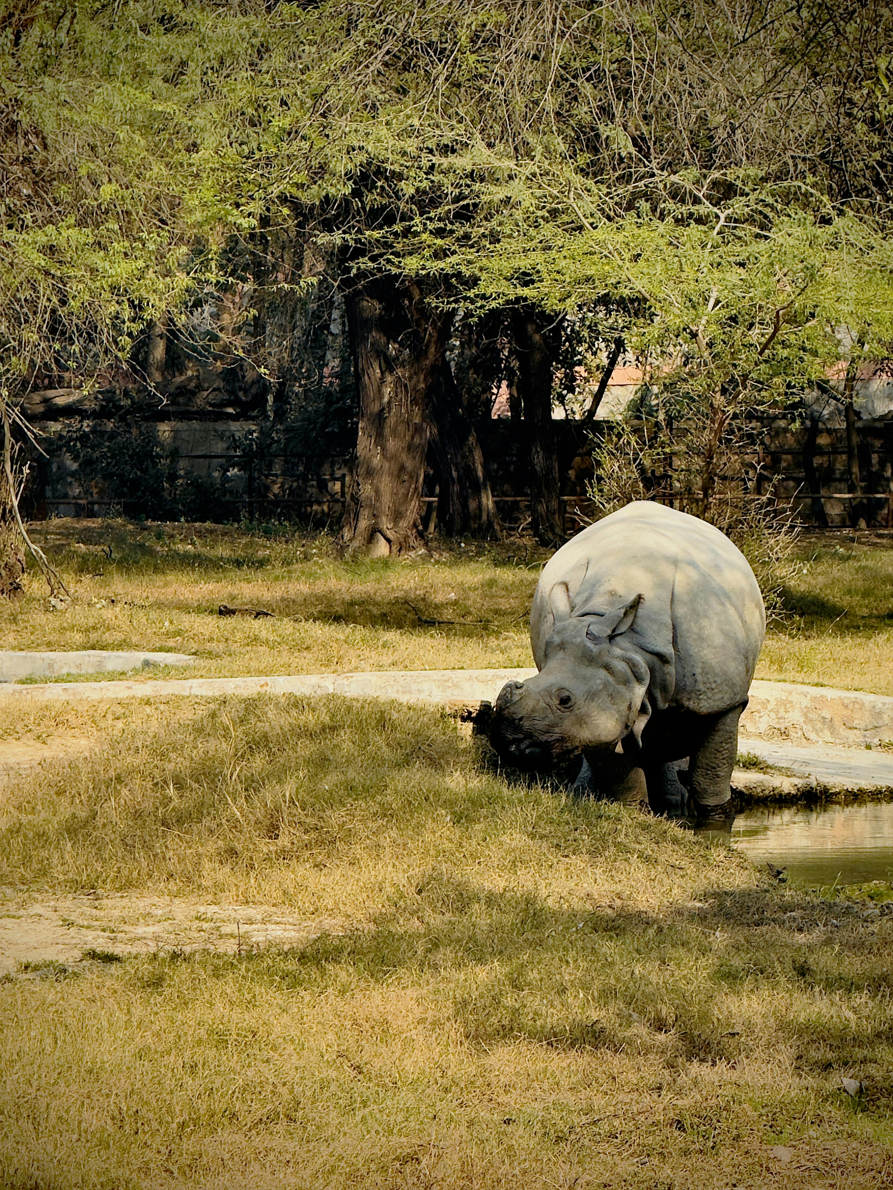 Quiet Drinking Moment: A Rhinos's Bulk by the Water
