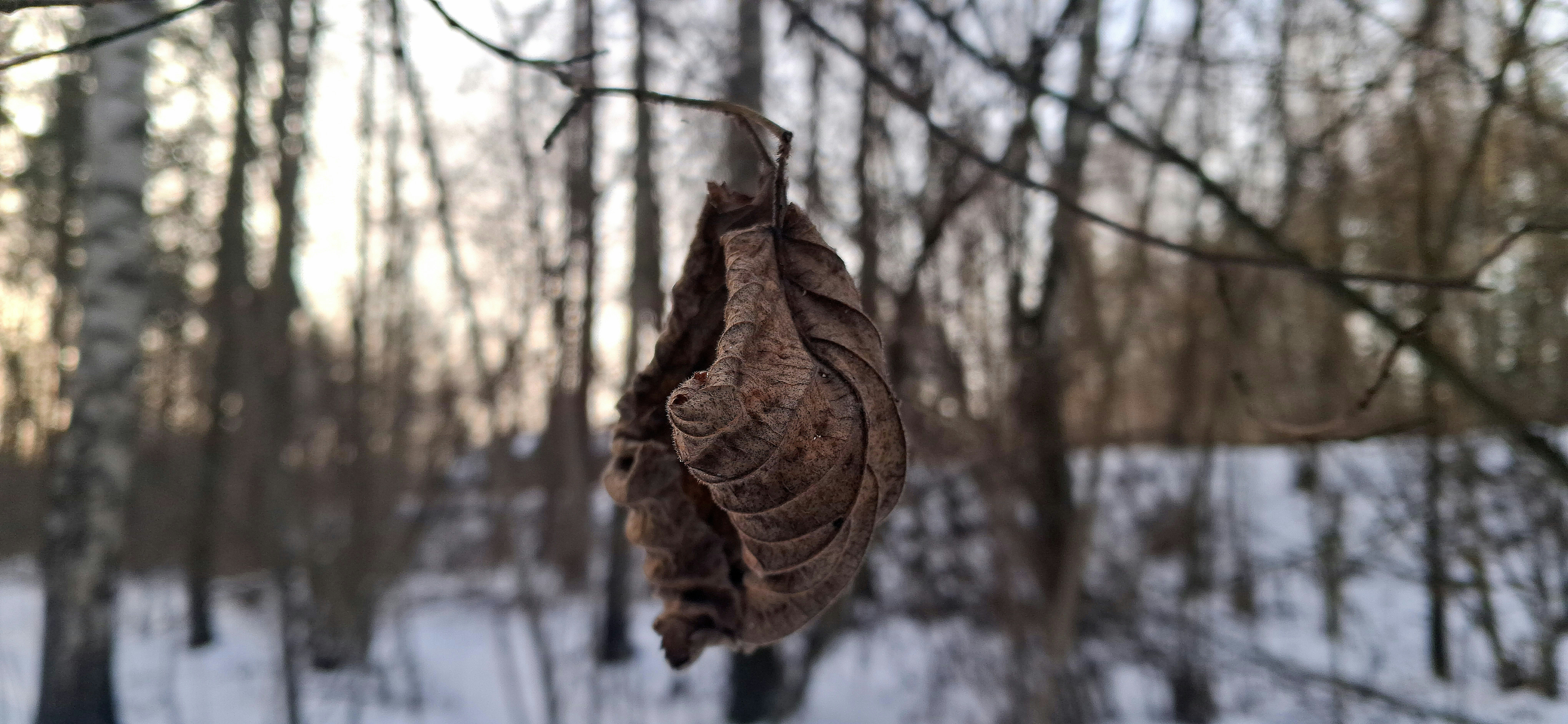 Withered Leaf in Winter Stillness