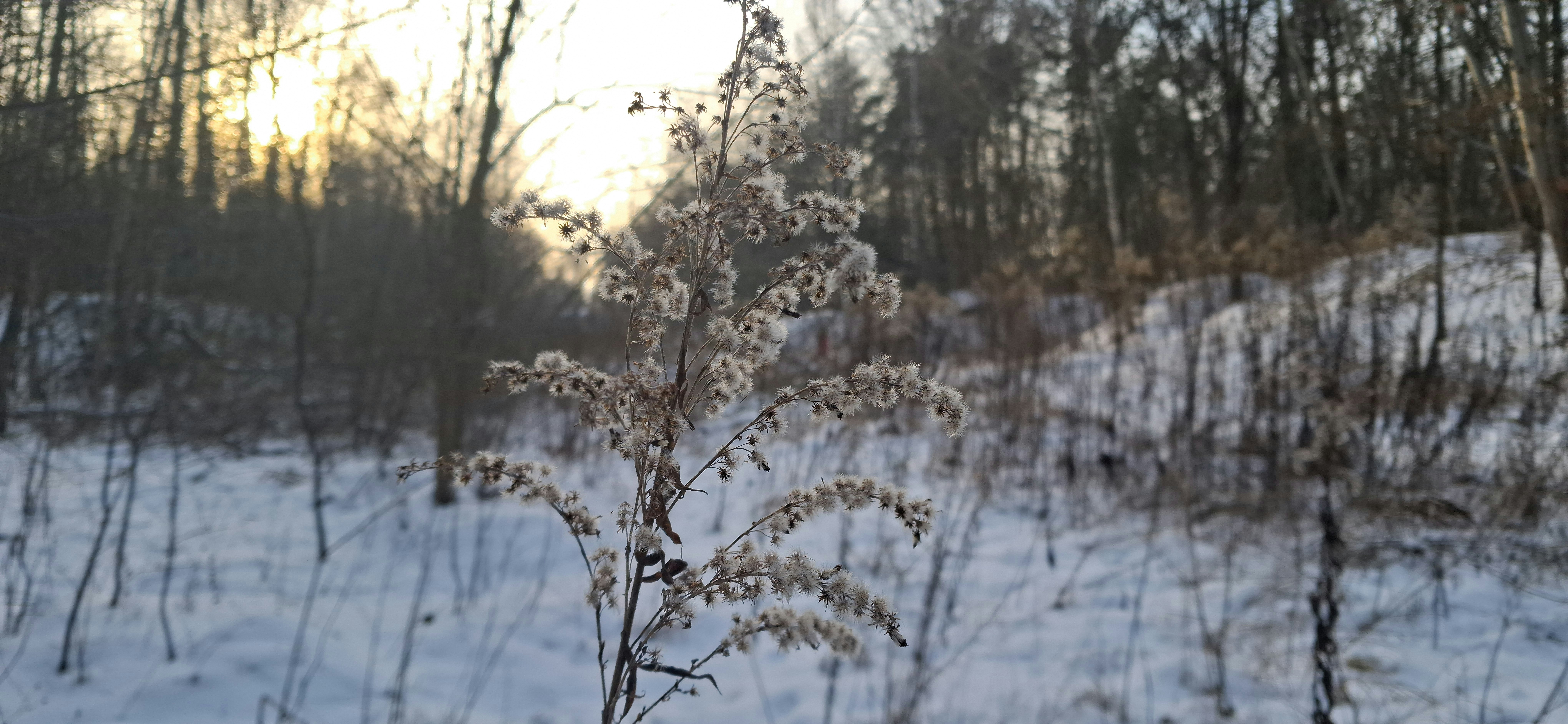Snow-kissed Seedhead Standing Against a Winter Field