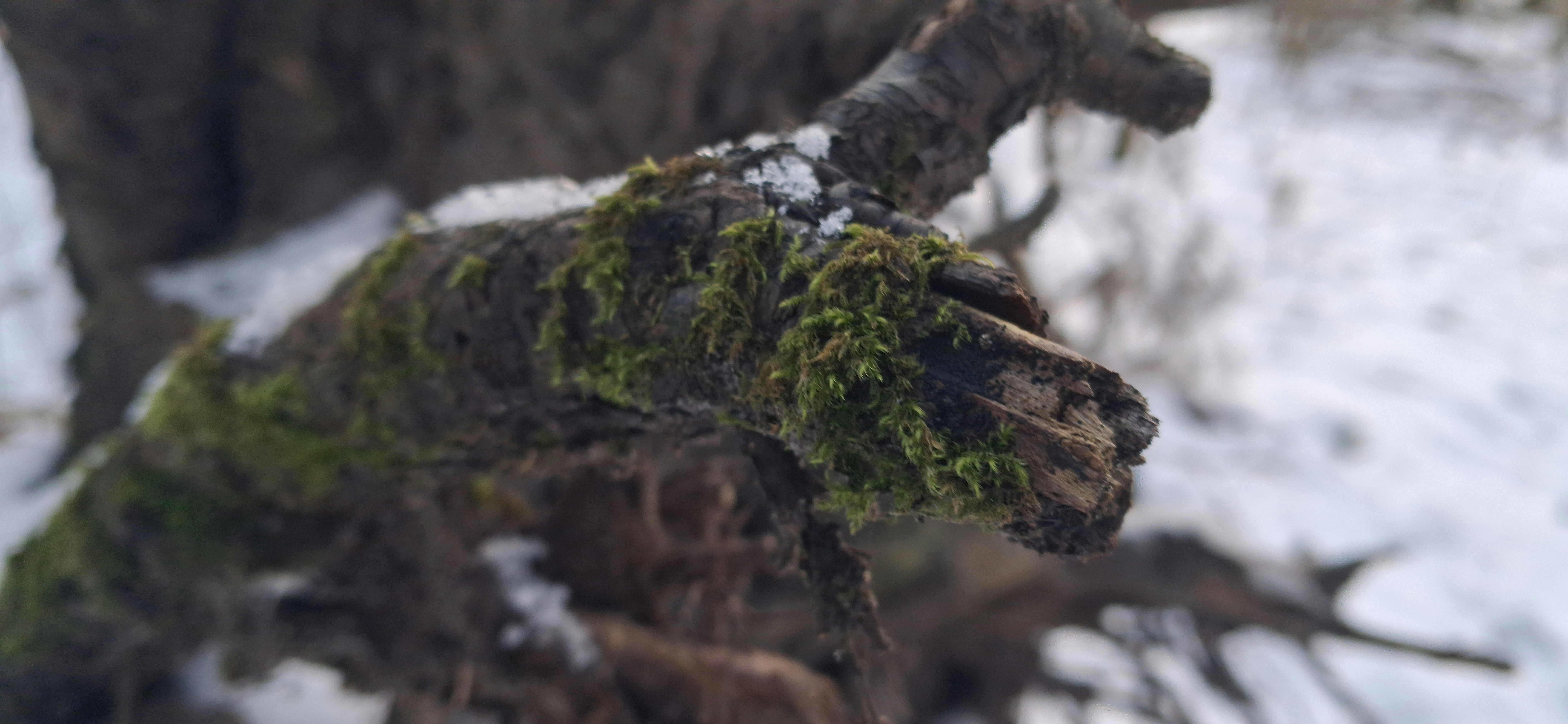  Moss-Covered Branch in Snowy Clearing