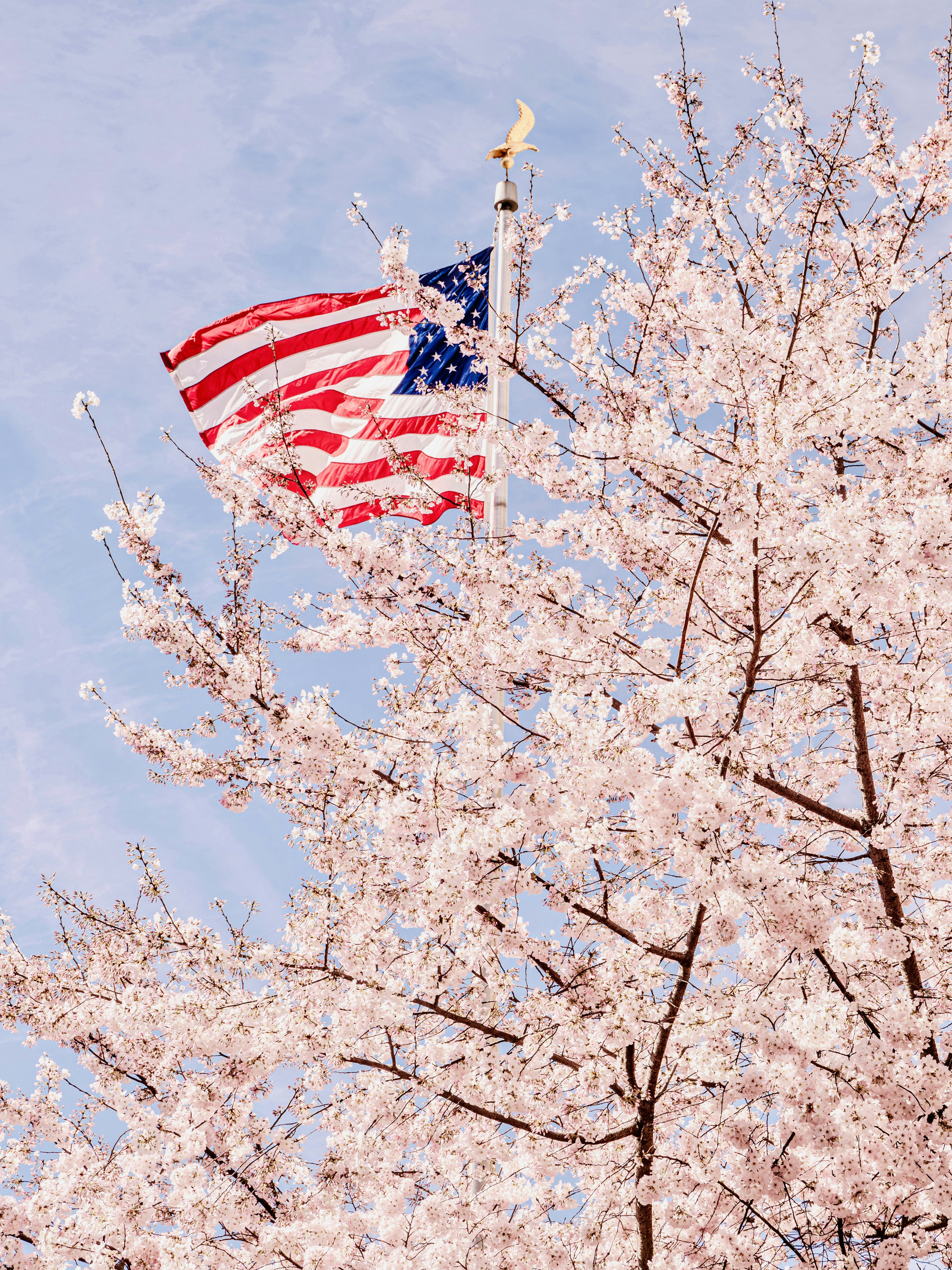 Flag Above Blooming Pink Canopy