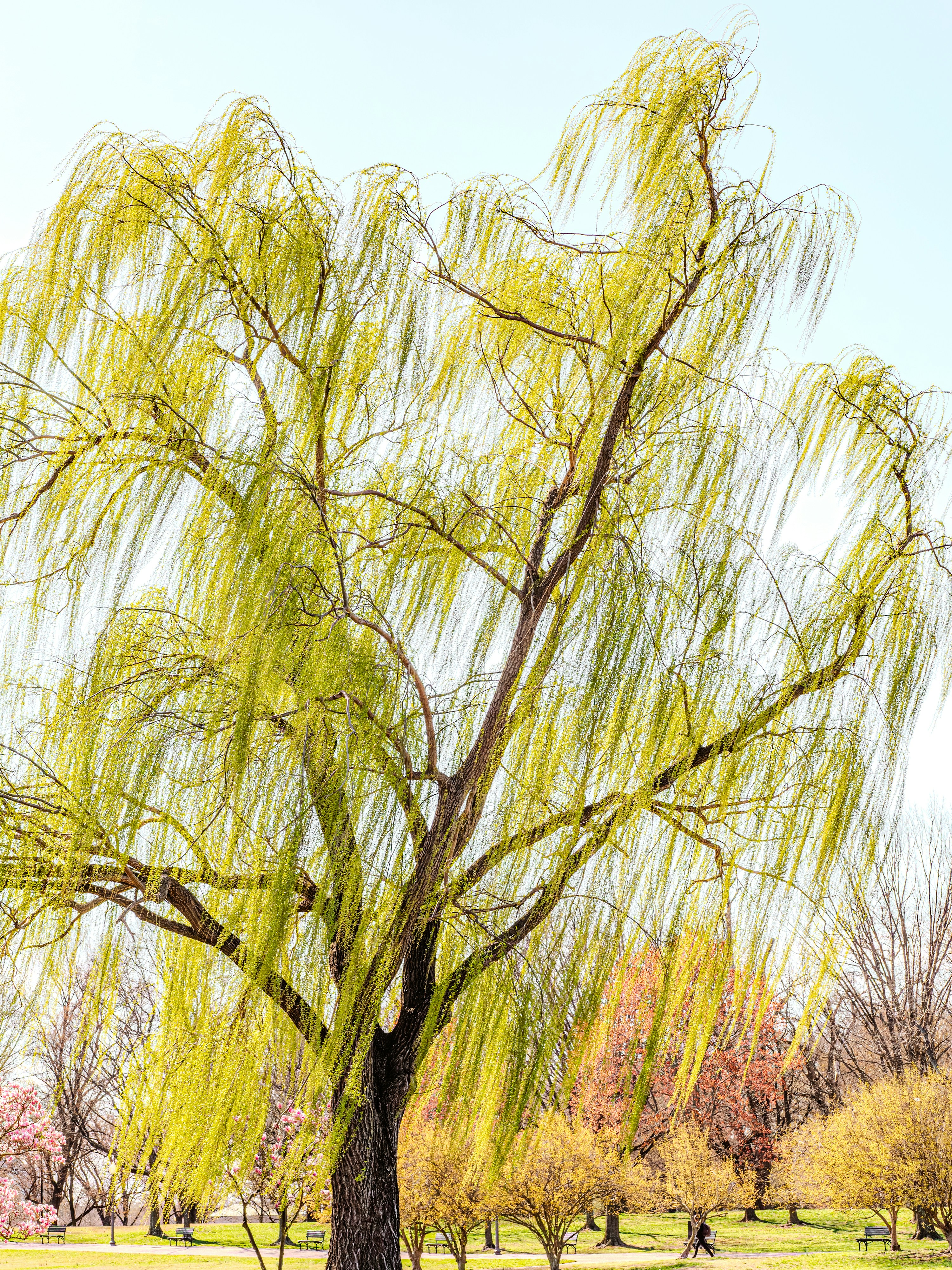 A weeping willow tree with new spring leaves. photo – Free Growth Image ...