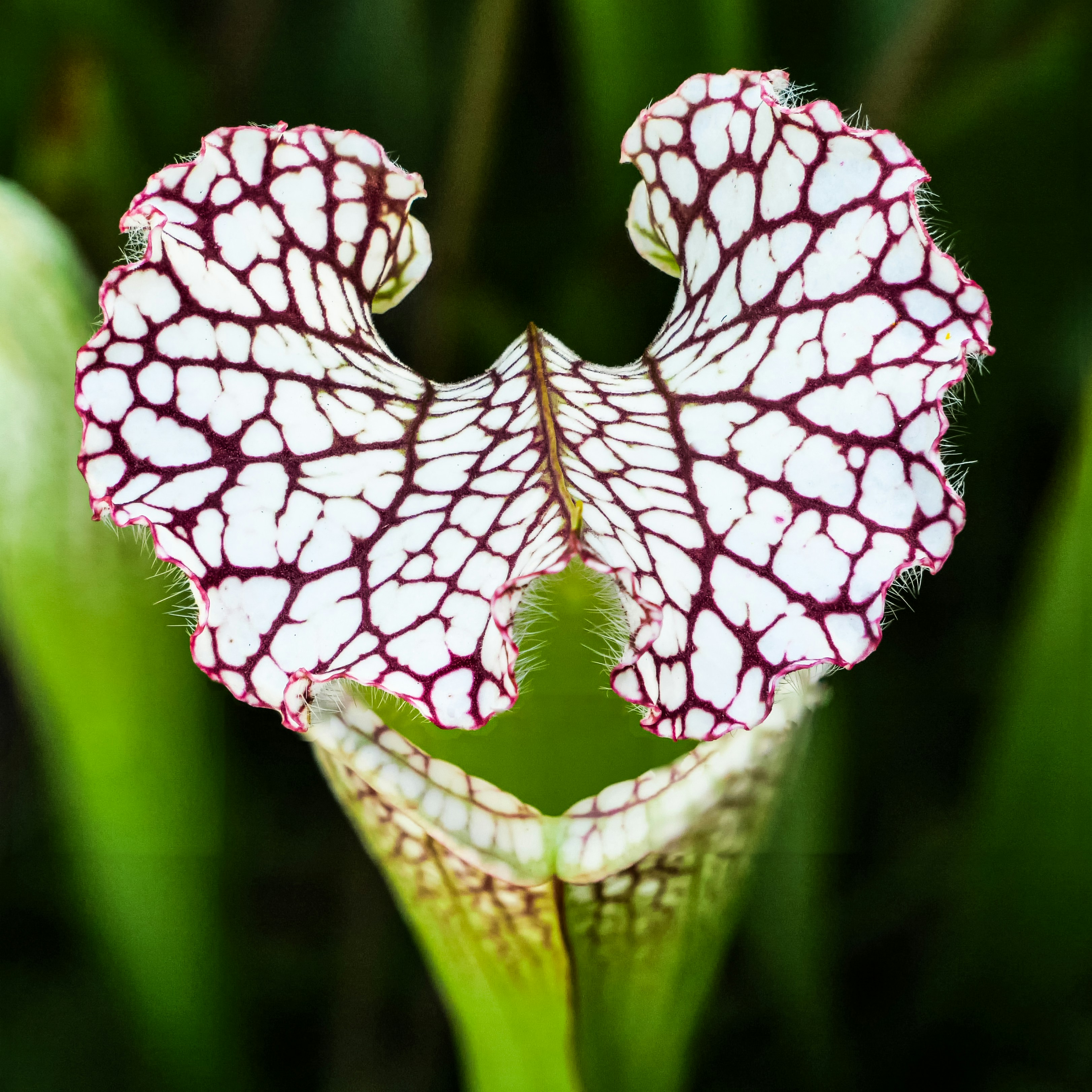 Veined Beauty: a close-up of a cup-shaped orchid blossom