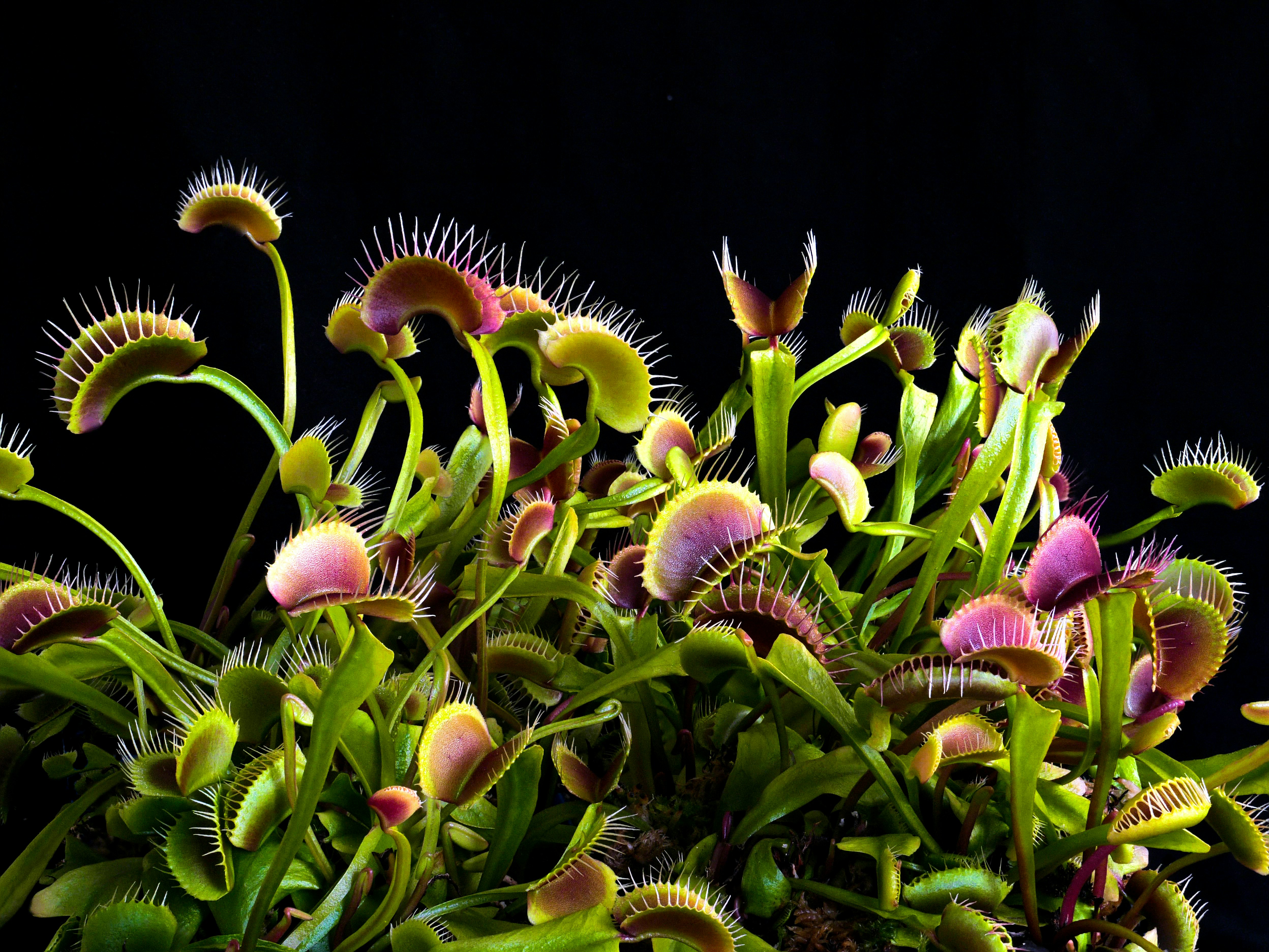 Dense cluster of Venus flytraps against a black background, illuminated to reveal vivid greens and pink-tinted traps; a botanical still-life focusing on texture and structure.