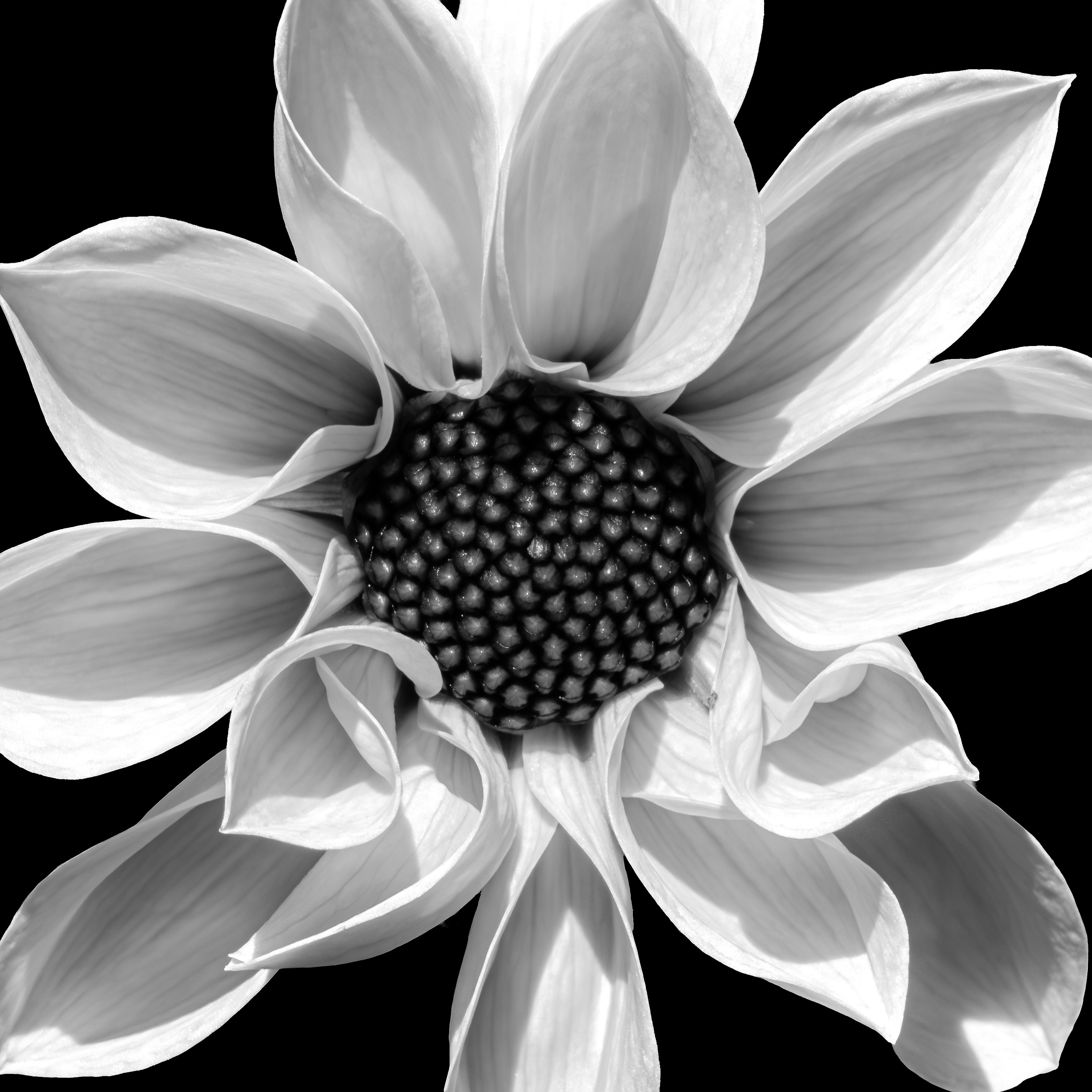 Petals in Focus: A Black-and-White Bloom Centerstage