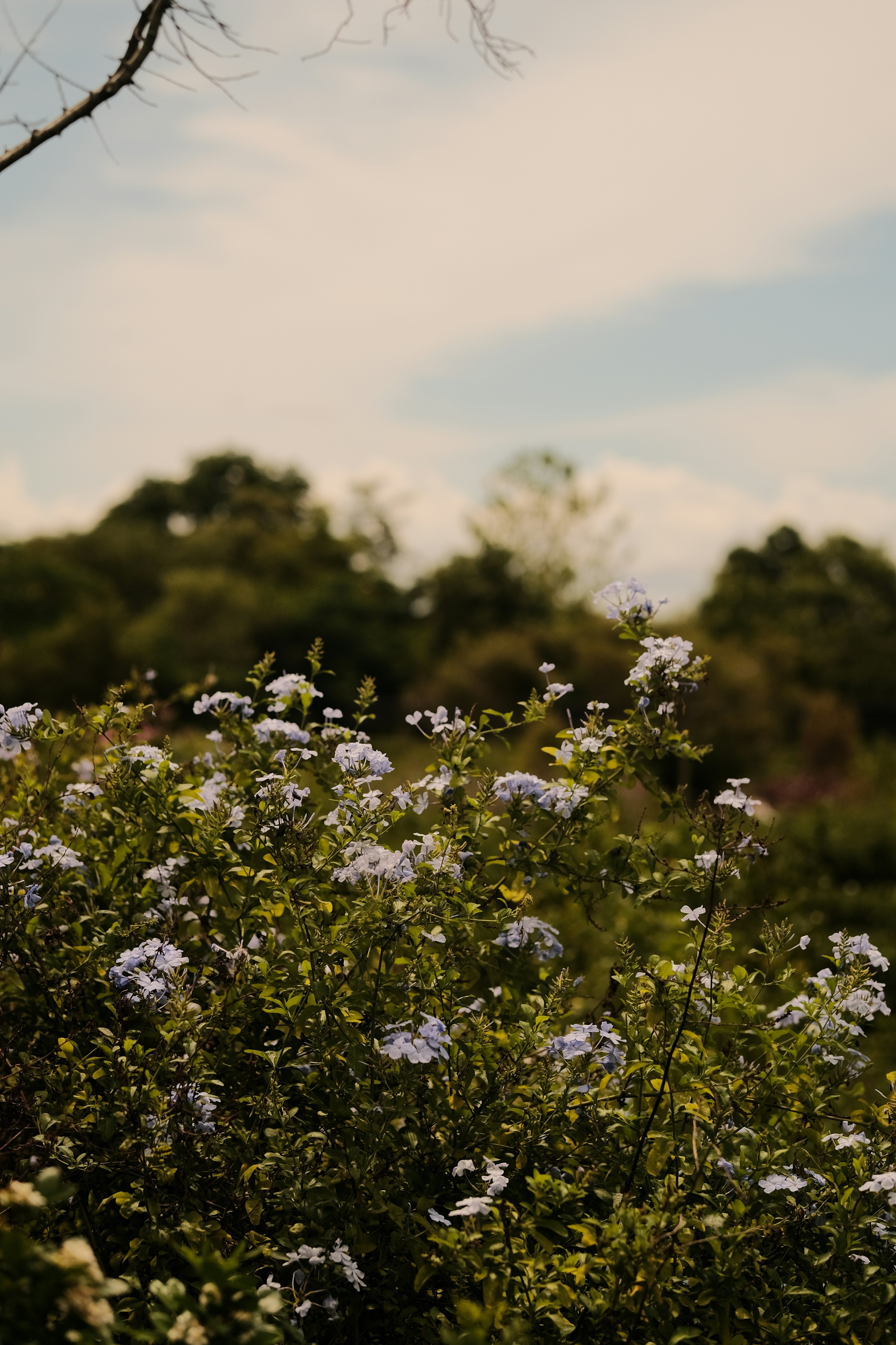 Blooming shrub in a sunlit field beneath a softly clouded sky