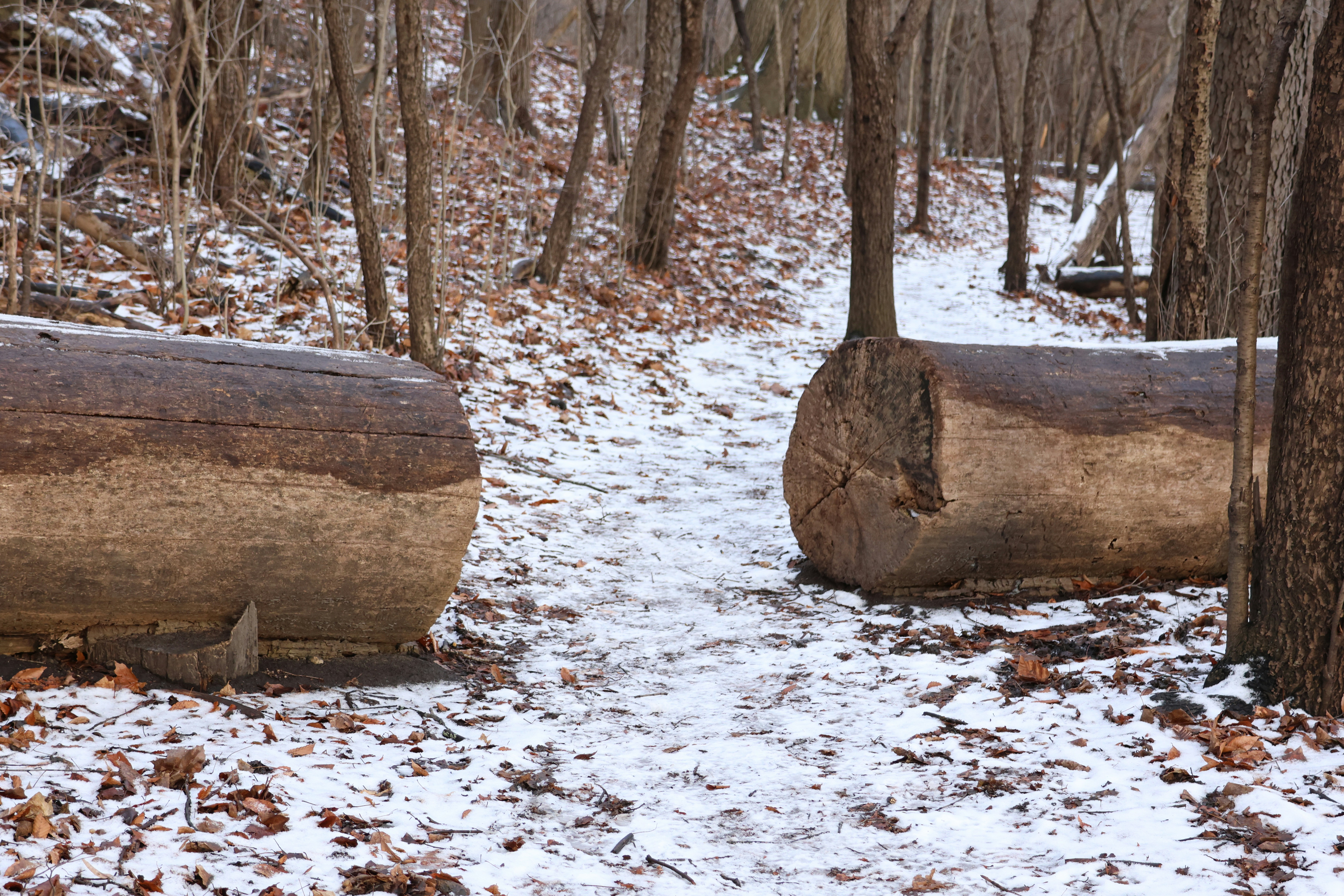 Two large logs on a snowy forest path photo – Free Wood Image on Unsplash