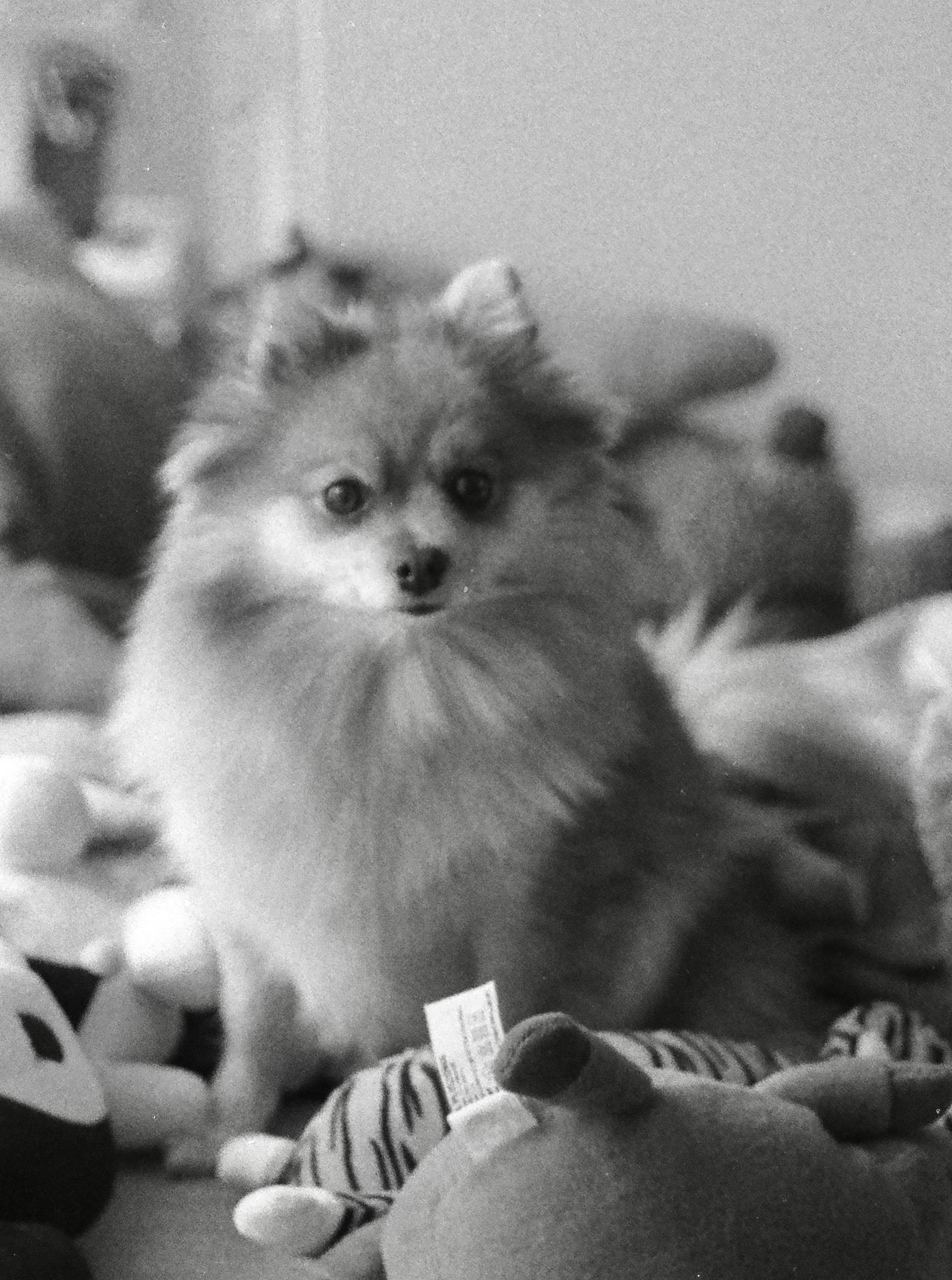 A fluffy pomeranian dog sits among stuffed animals.