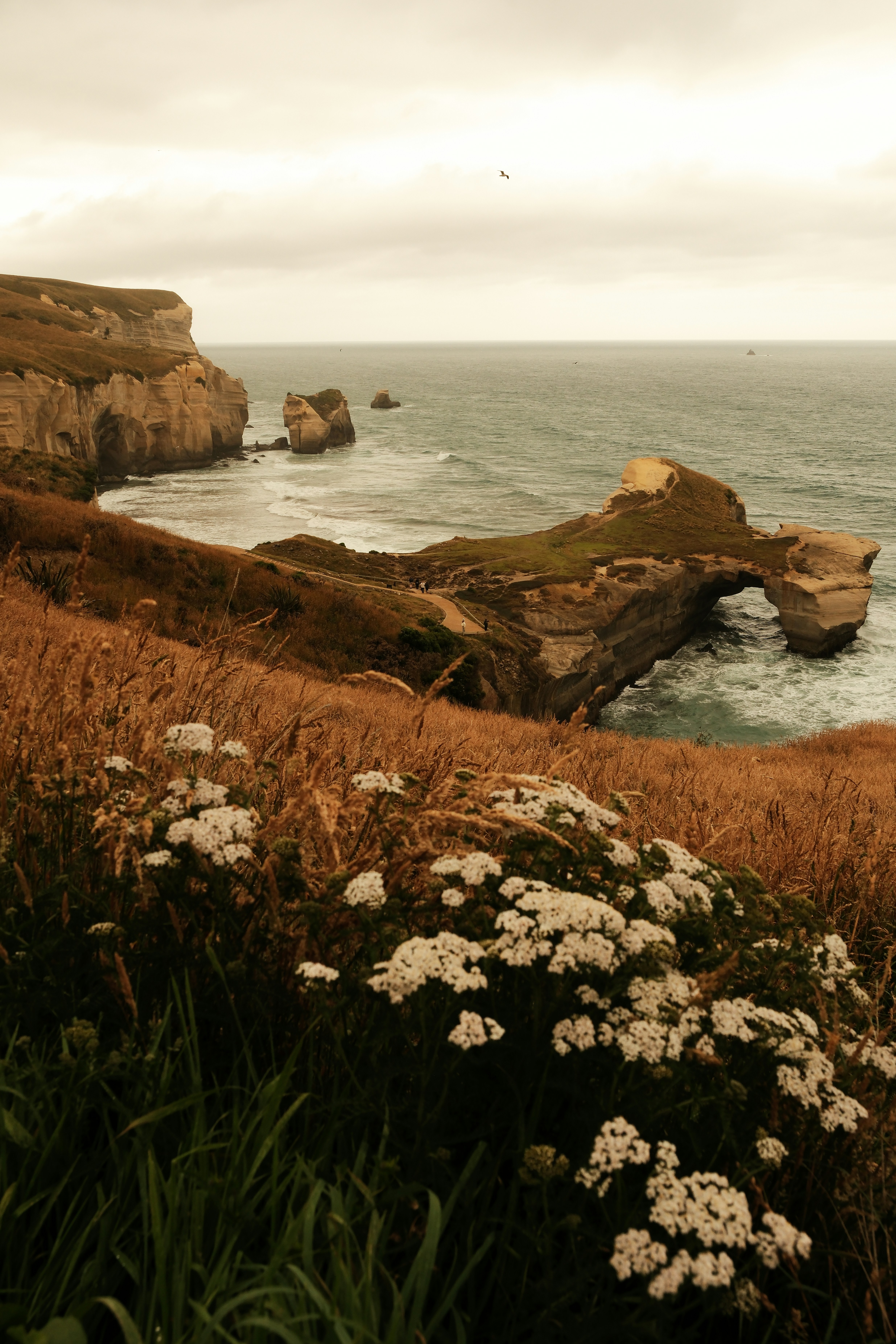 Sea Arch at Dusk: Wildflowers Framing the Cliffs