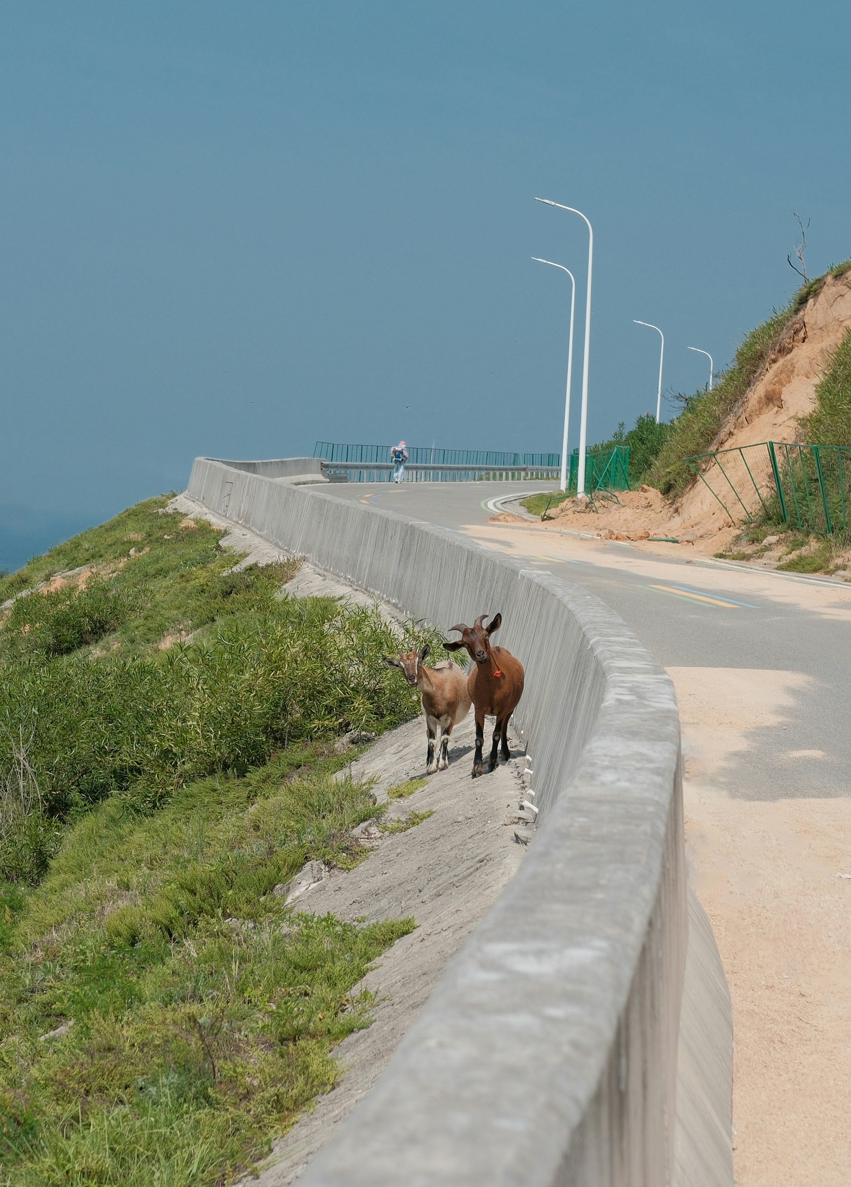 Goats on a Coastal Curved Driveway