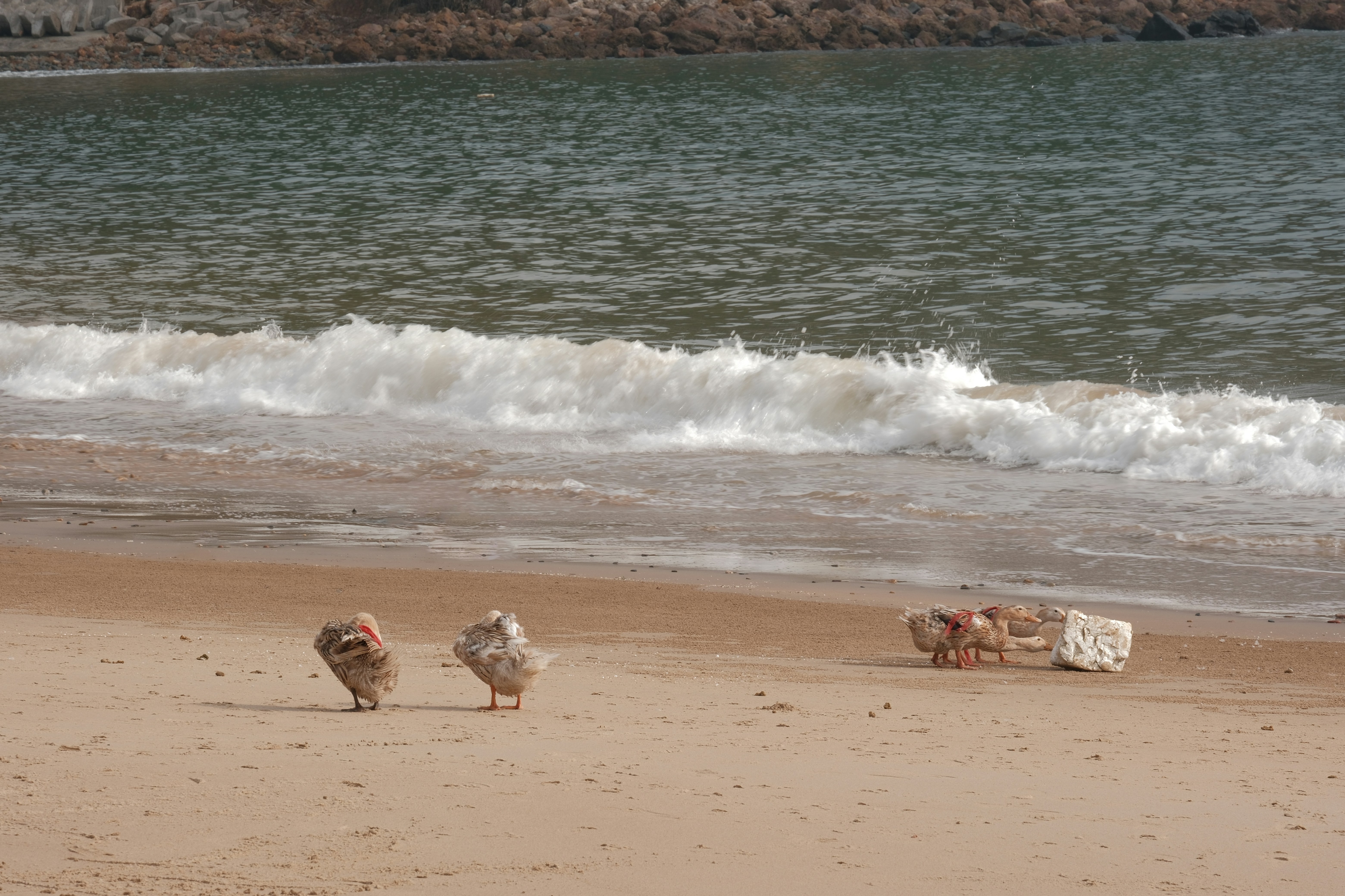 Seaside Quartet: Seaside Herons Pausing on Sunlit Sand