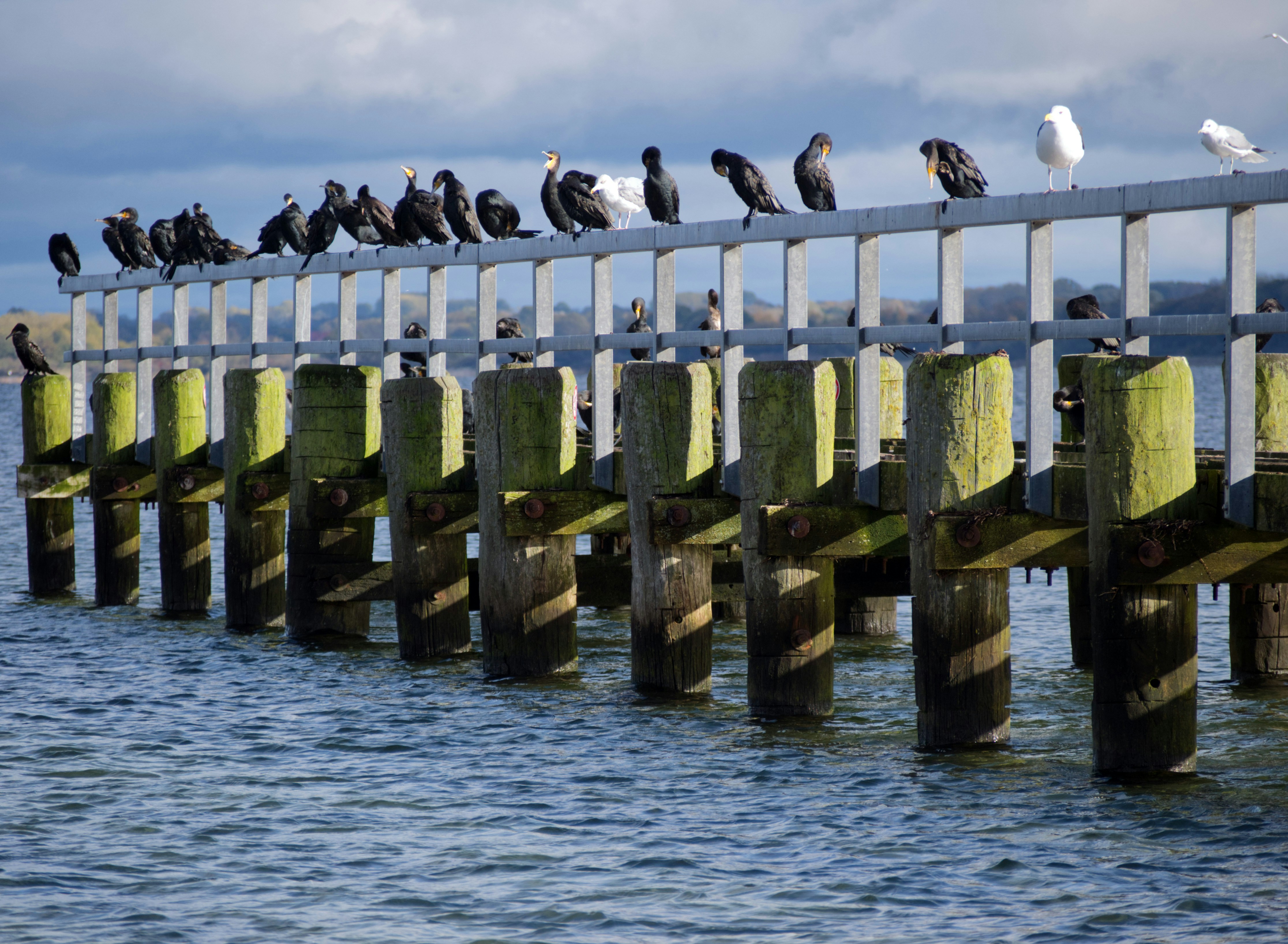 A Quiet Row of Watchful Birds on a Fog-tinged Pier