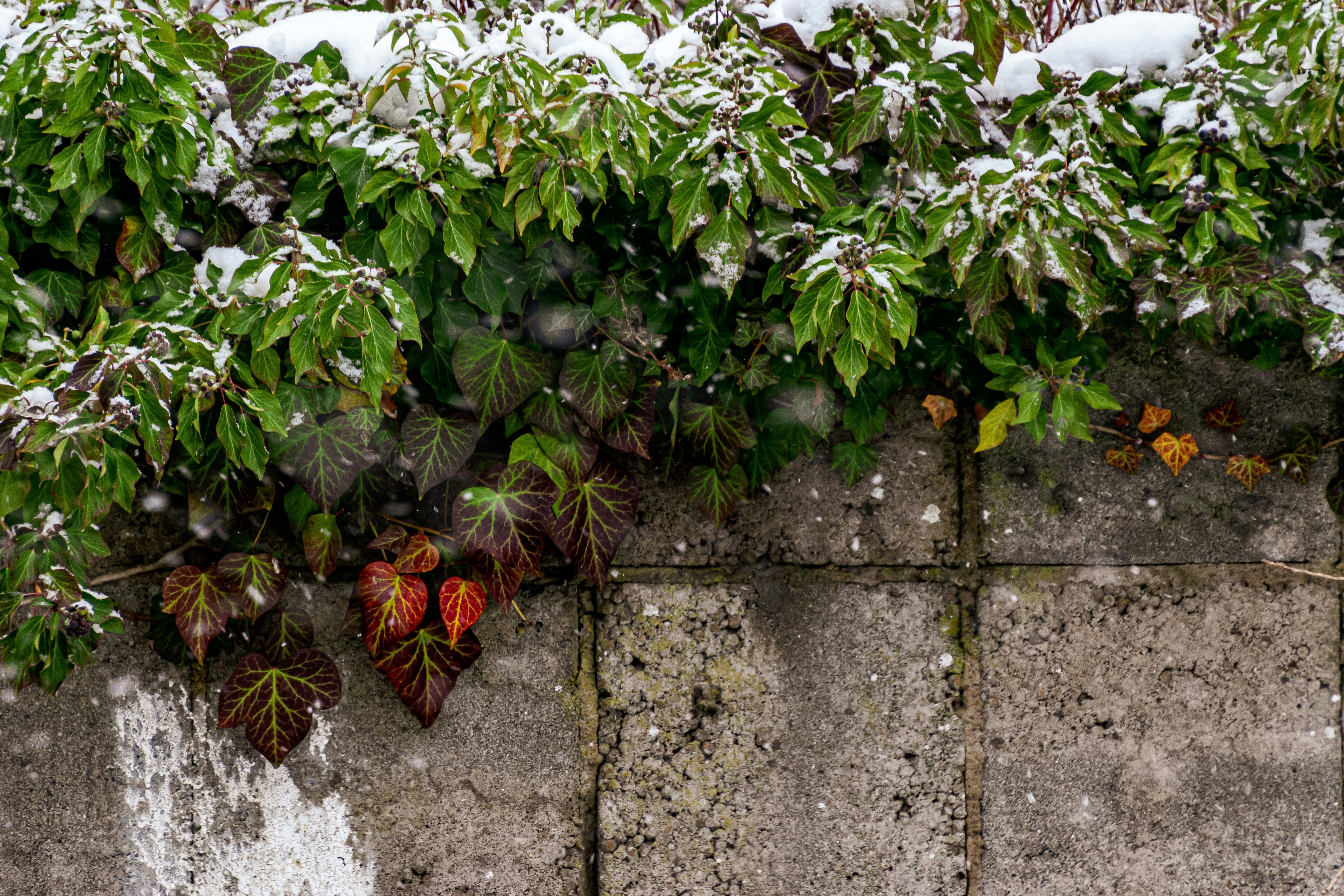 Snow-kissed Greenery over a Weathered Wall