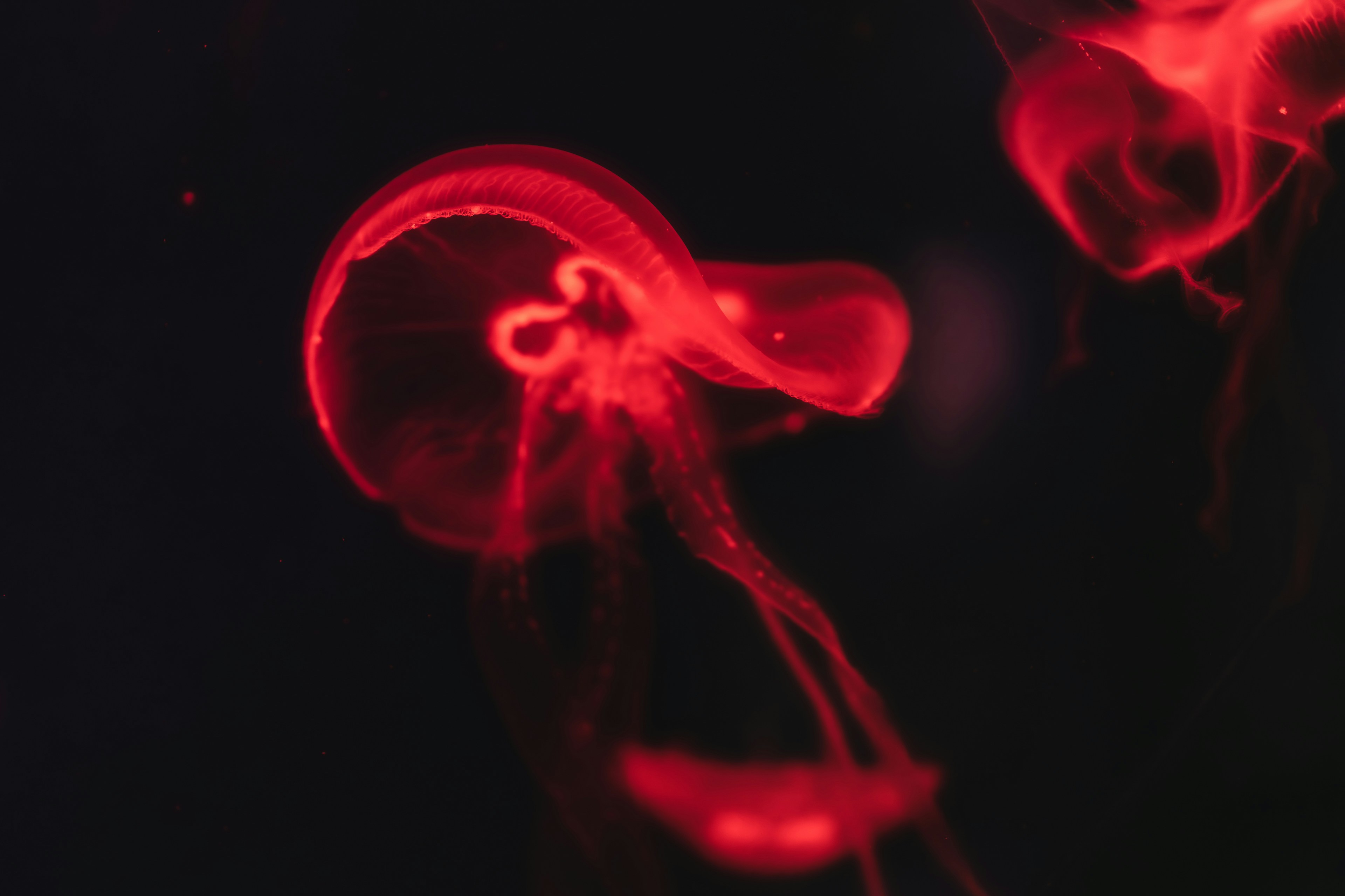Red jellyfish floating in dark water photo – Free Animals Image on Unsplash