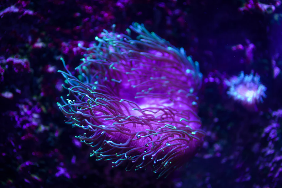 Vivid purple jellyfish glides through dark reef backdrop, its flowing tentacles illuminated in blue-green neon light.