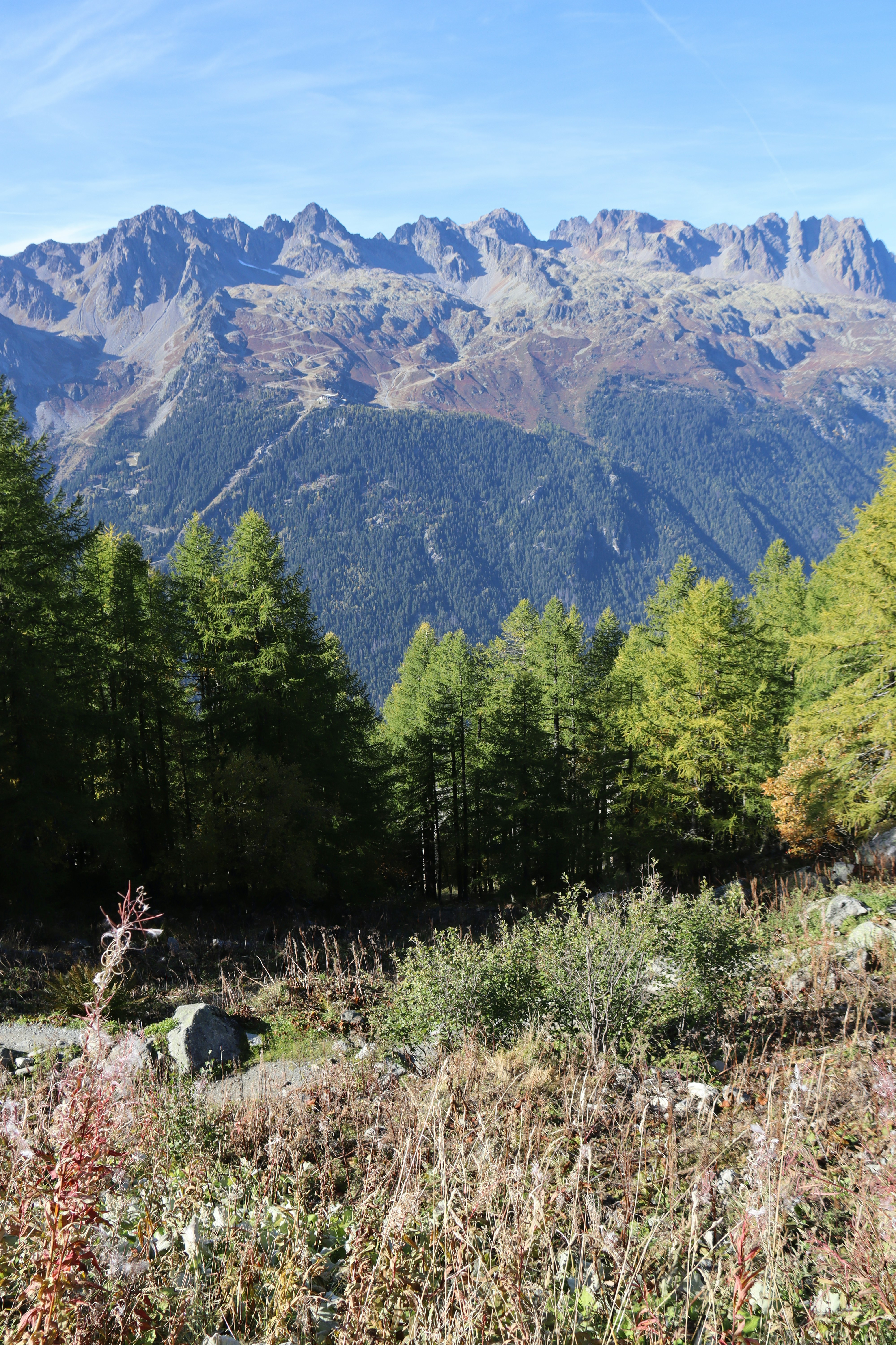 Ridge Line Serenade: Alpine Forest Beneath a Piercing Peak
