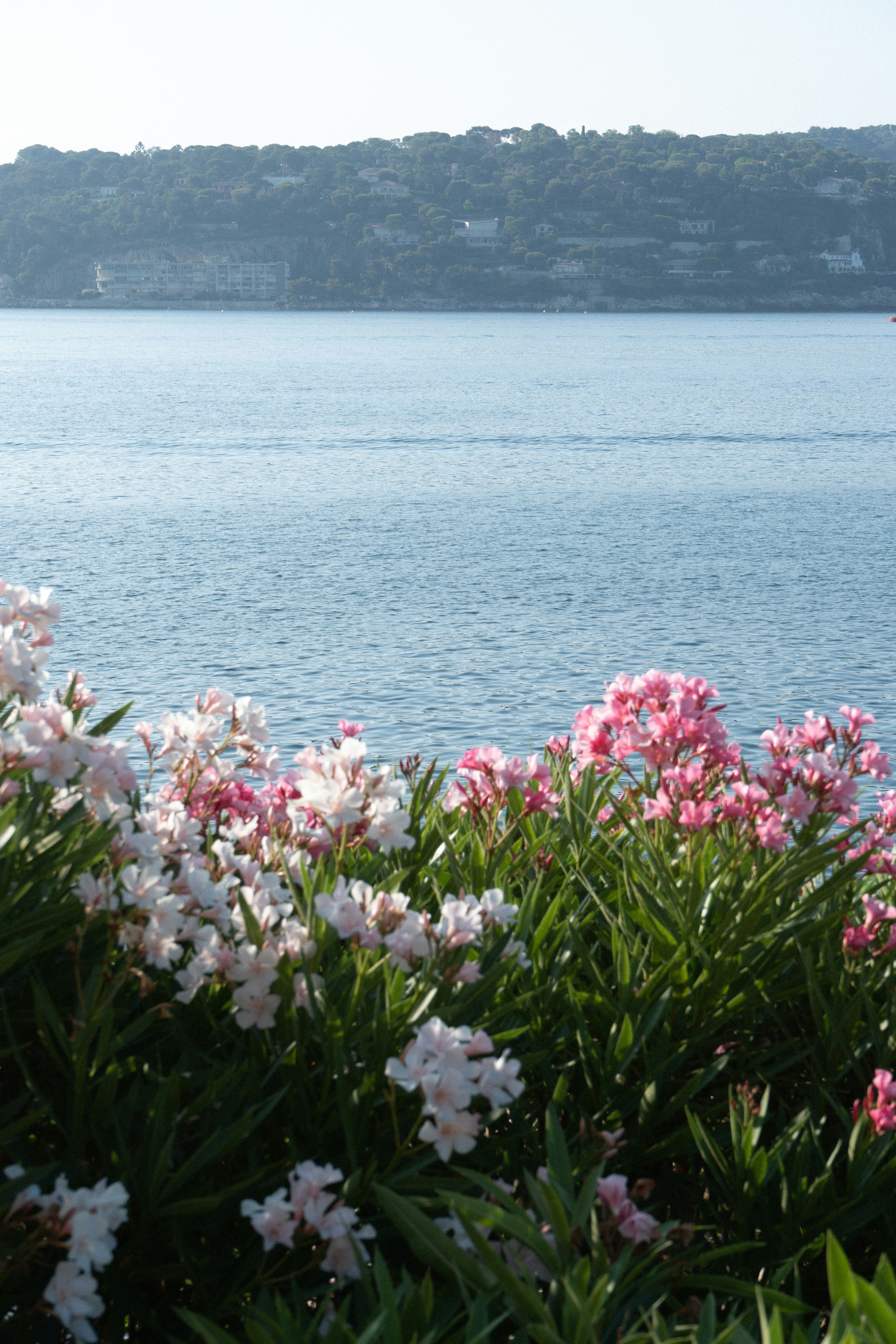 Bougainvillea in Bloom by Serene Seascape