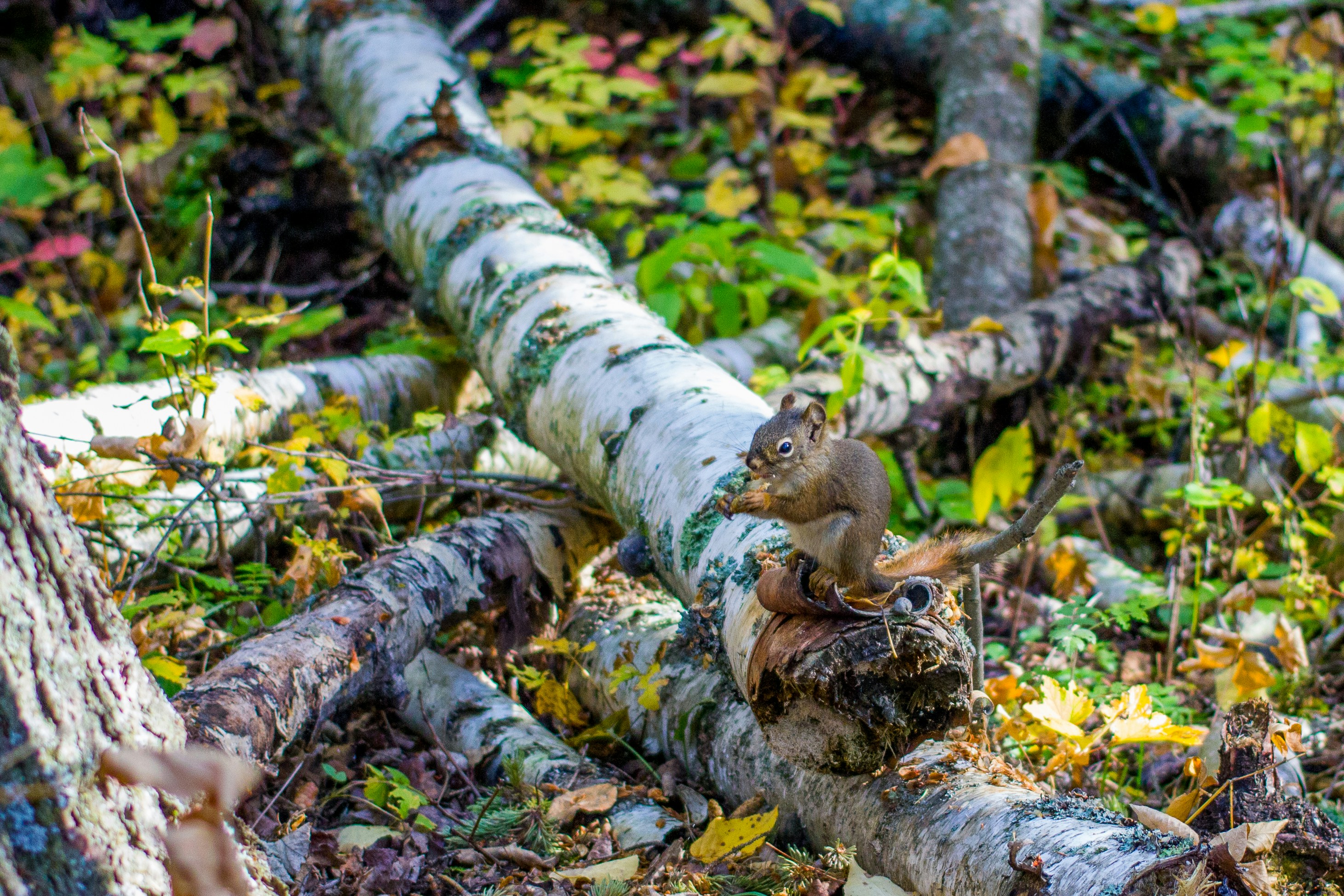 Squirrel Perched on a Sunlit Log Crown