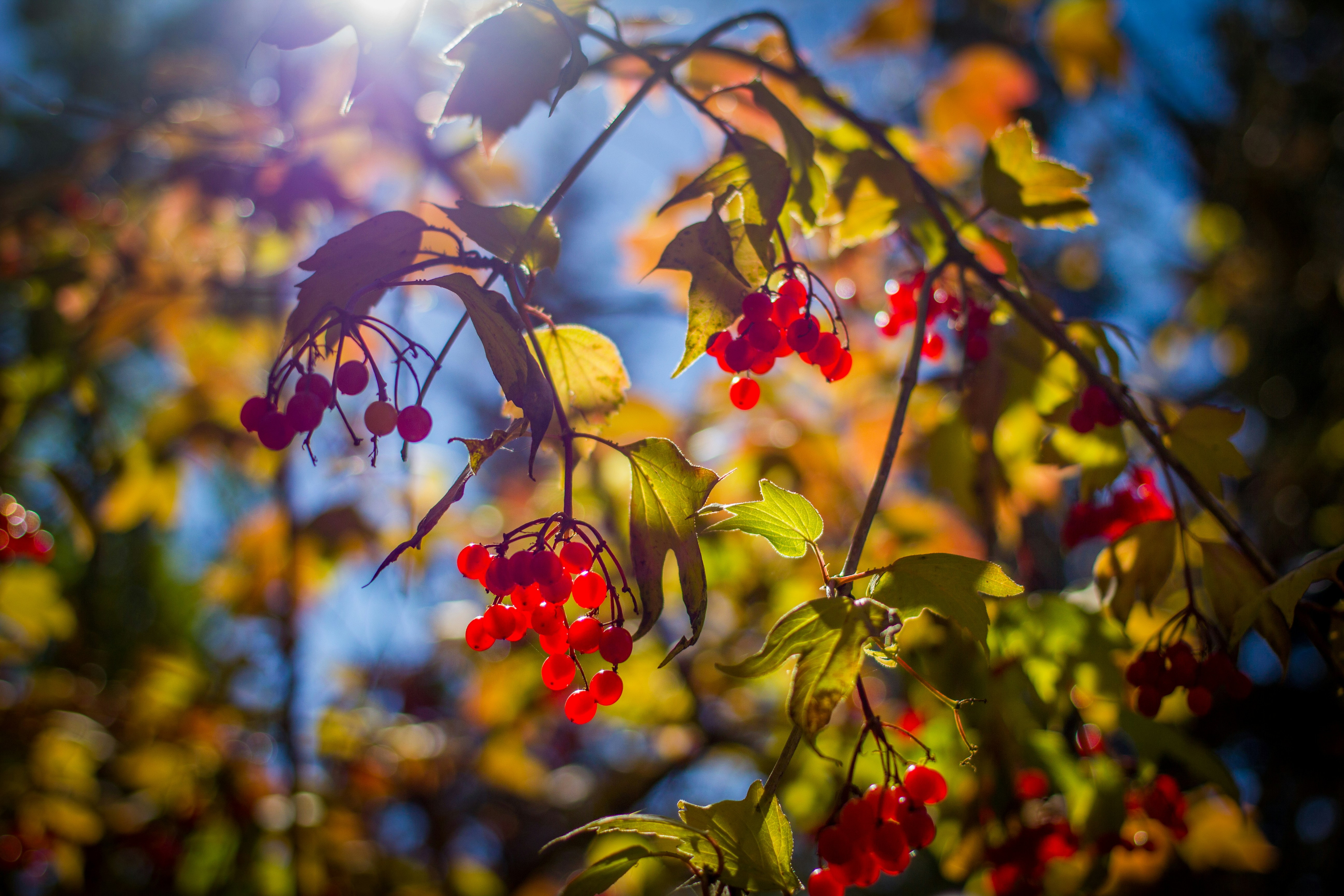 Crimson Clusters Against Autumn Light