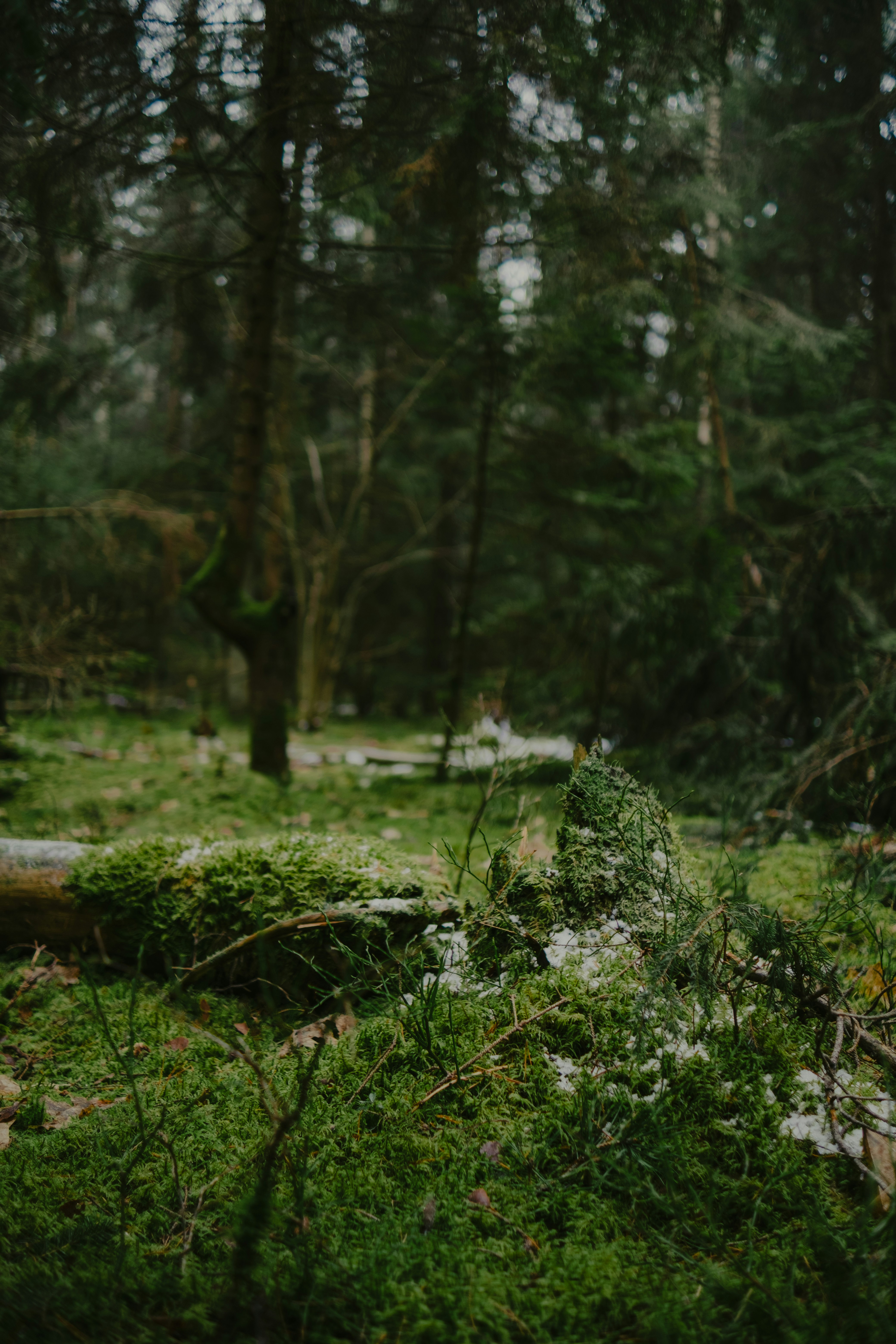 Forest Floor in Quiet Dusk