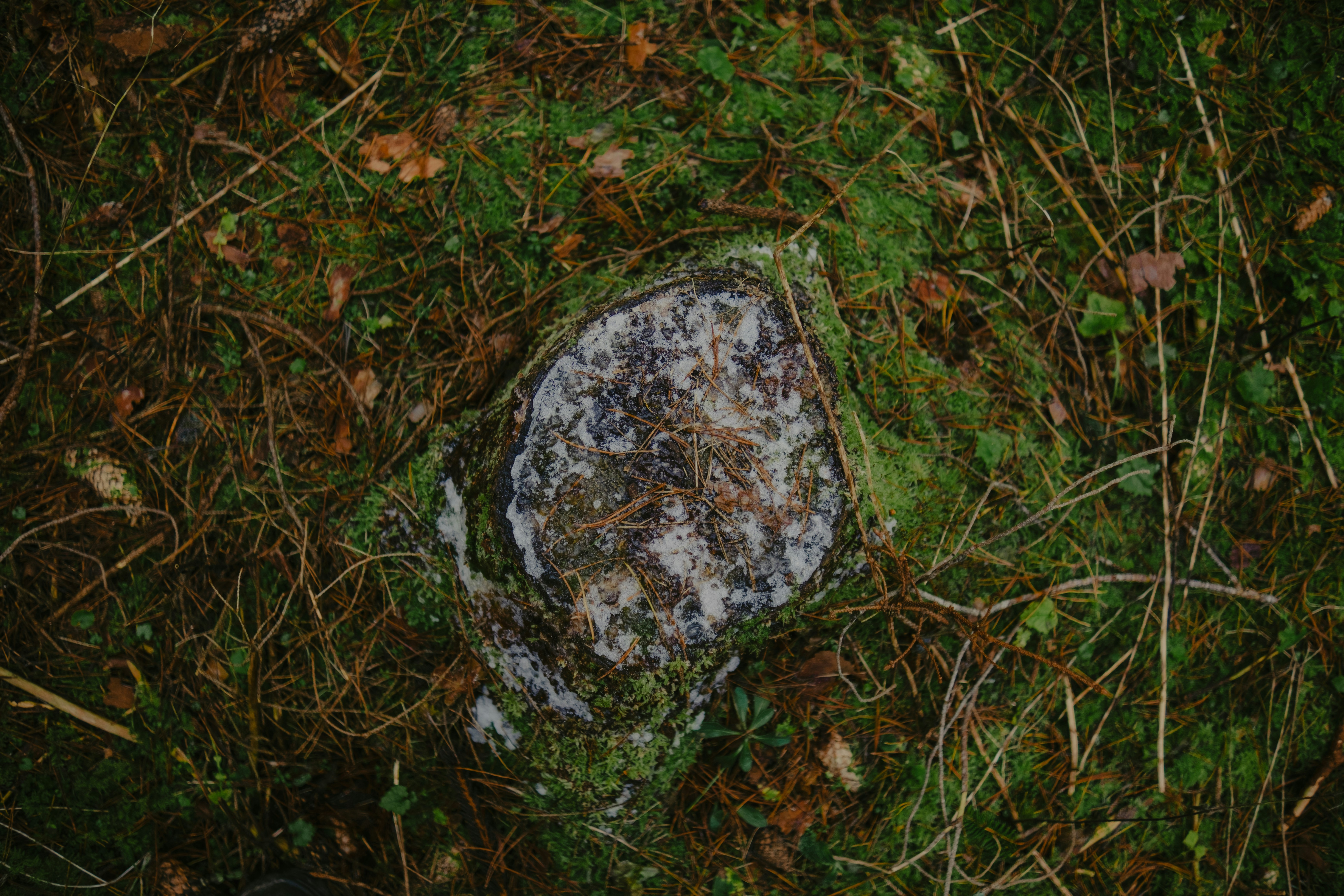 Mossy Stone Between Twigs and Ferns